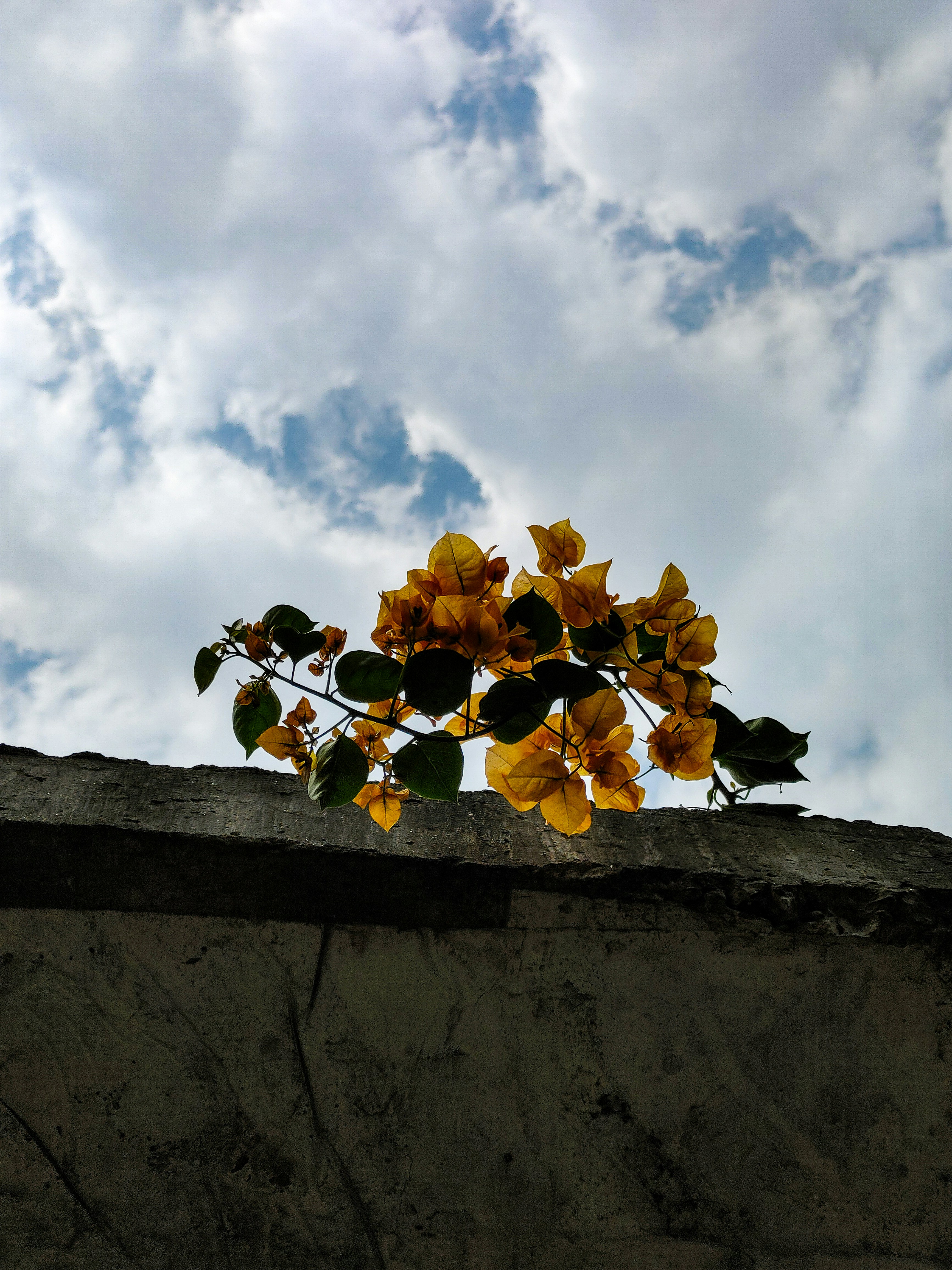 Sunlit Bougainvillea Crown Above a Weathered Concrete Wall