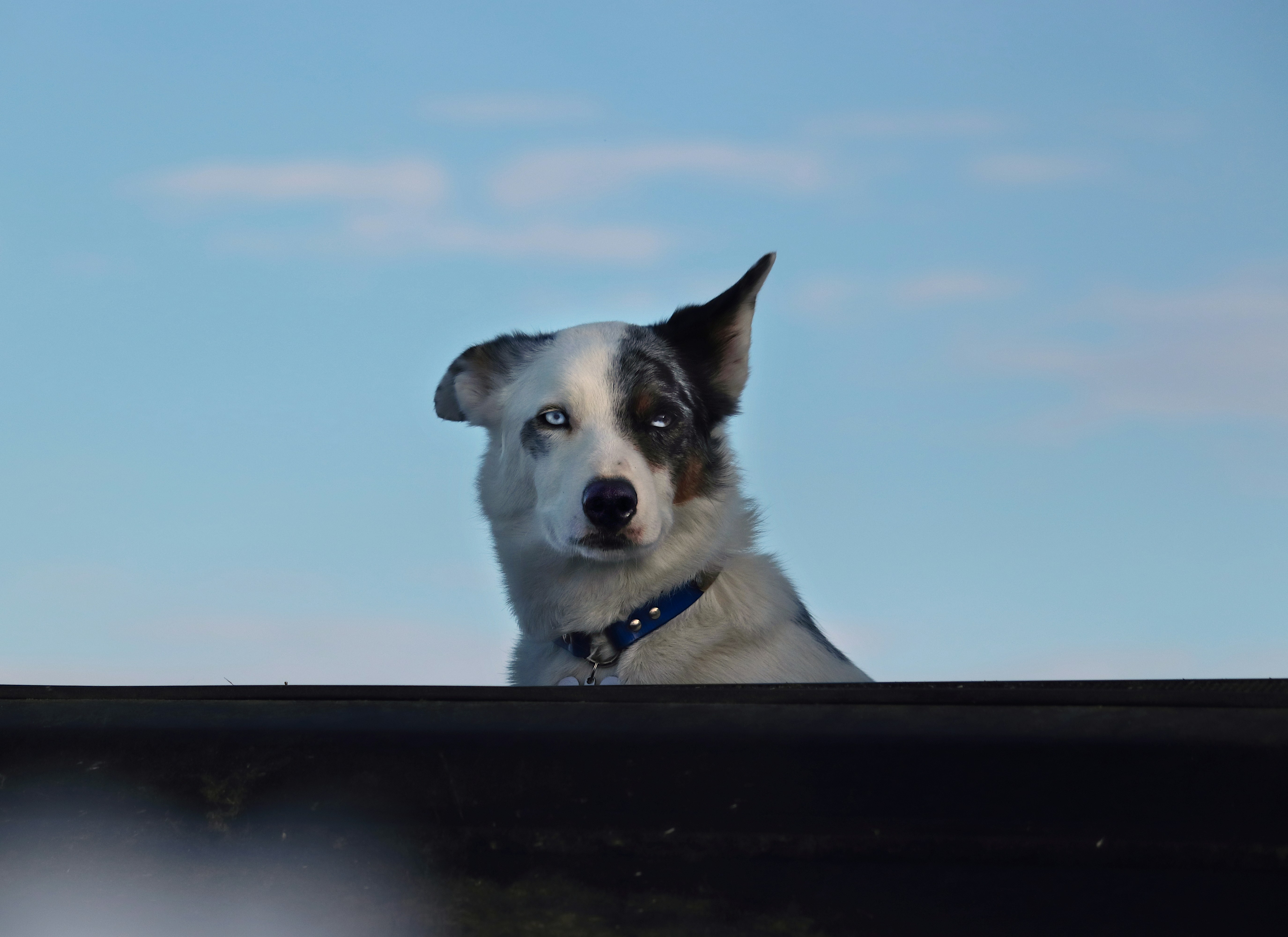 Blue Sky Vigil: A Pup's Watchful Peek from the Roof Edge