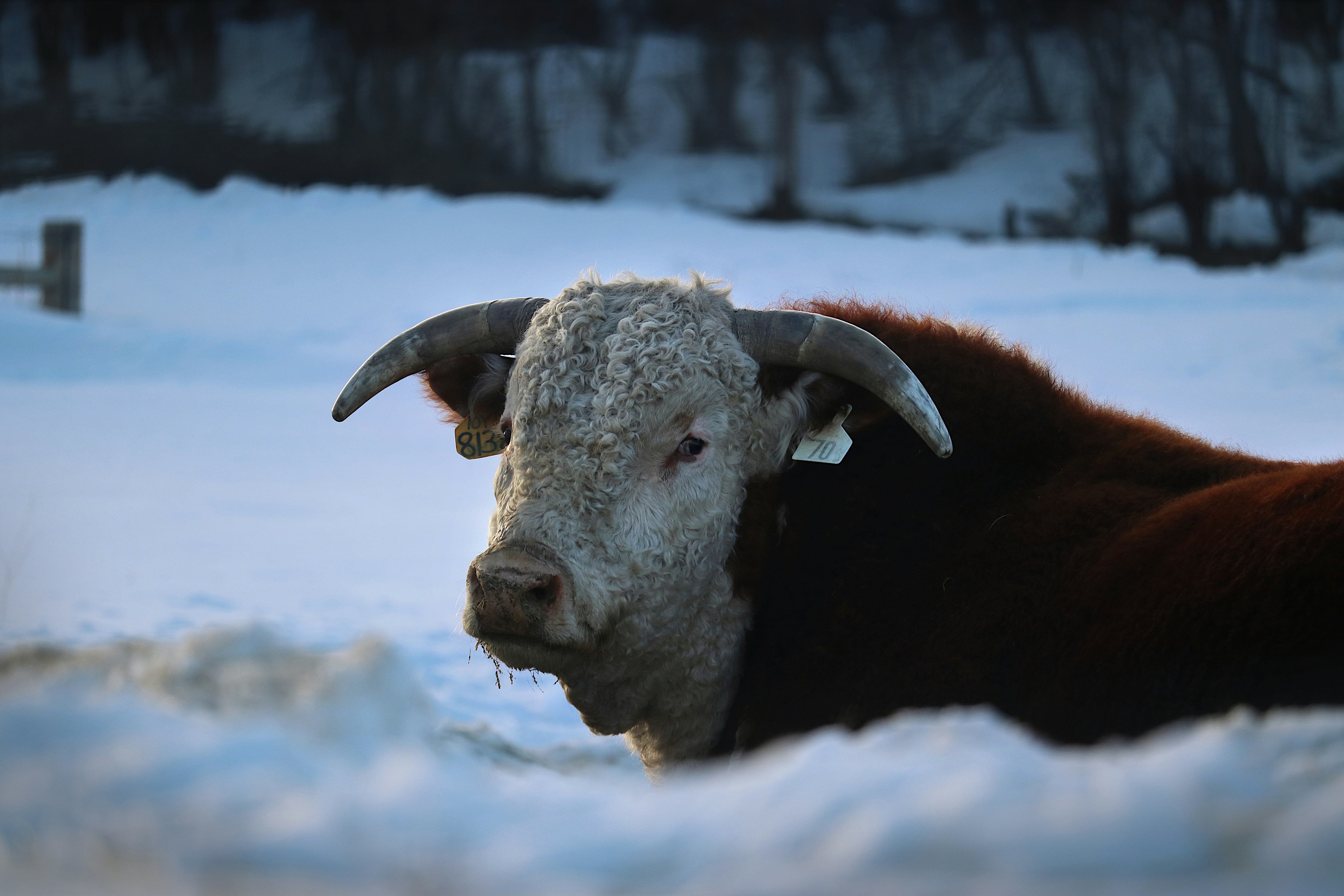 Snowbound Highland Bull: A Quiet Gaze in Frosted Pastures
