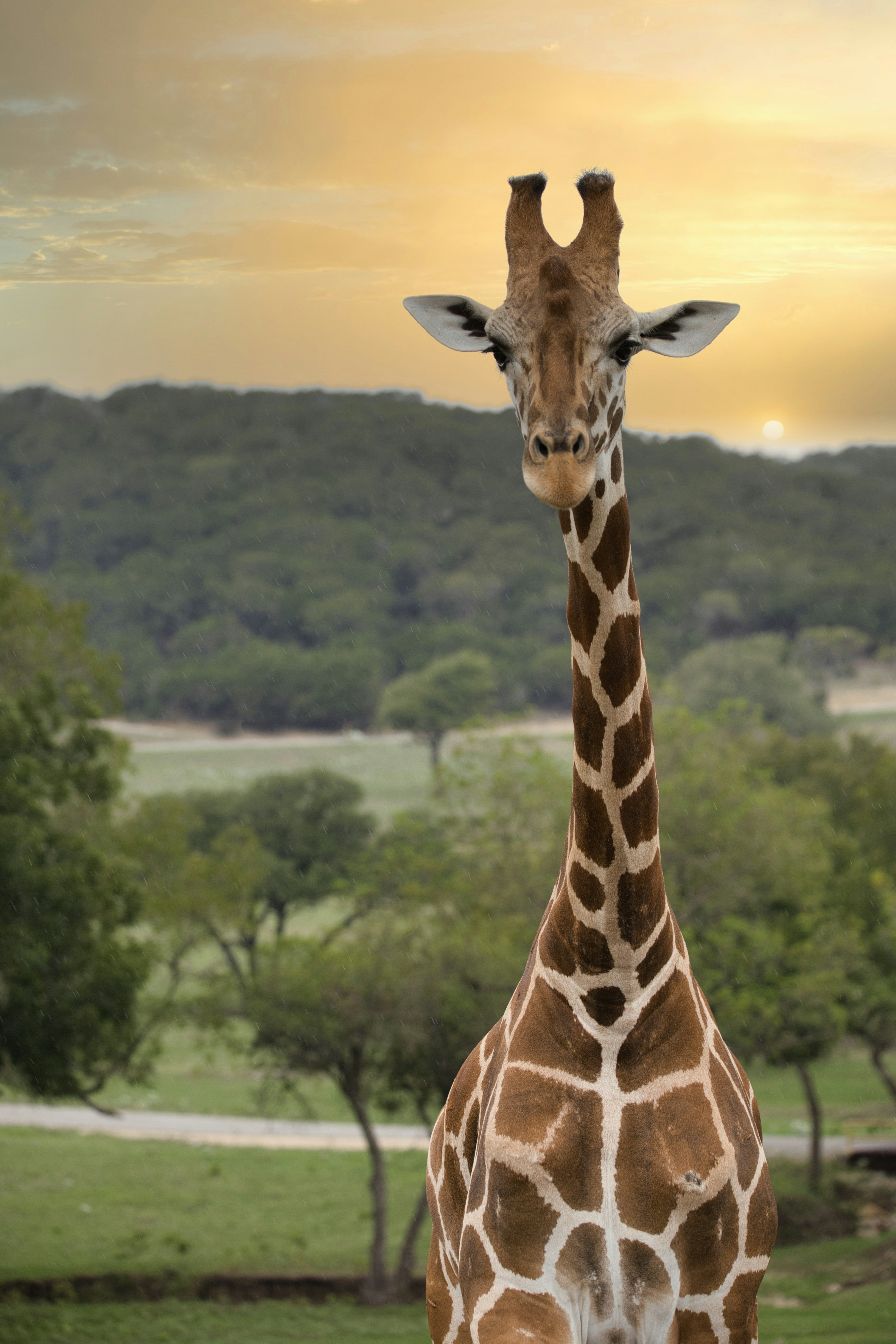 Giraffe at Dusk: Sentinel of the Savannah