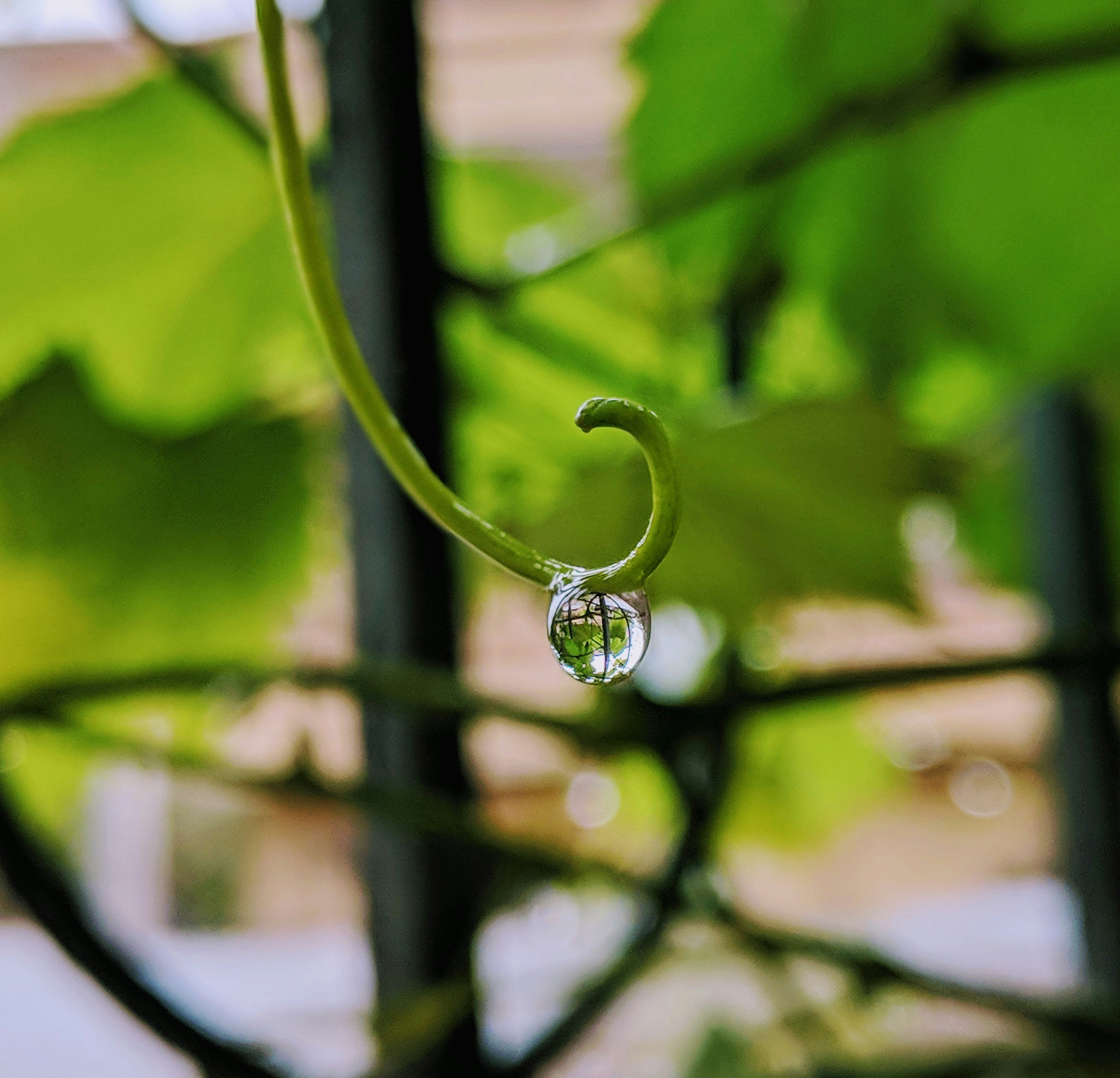 A drop of water hanging from a vine photo – Free Water drop Image on ...