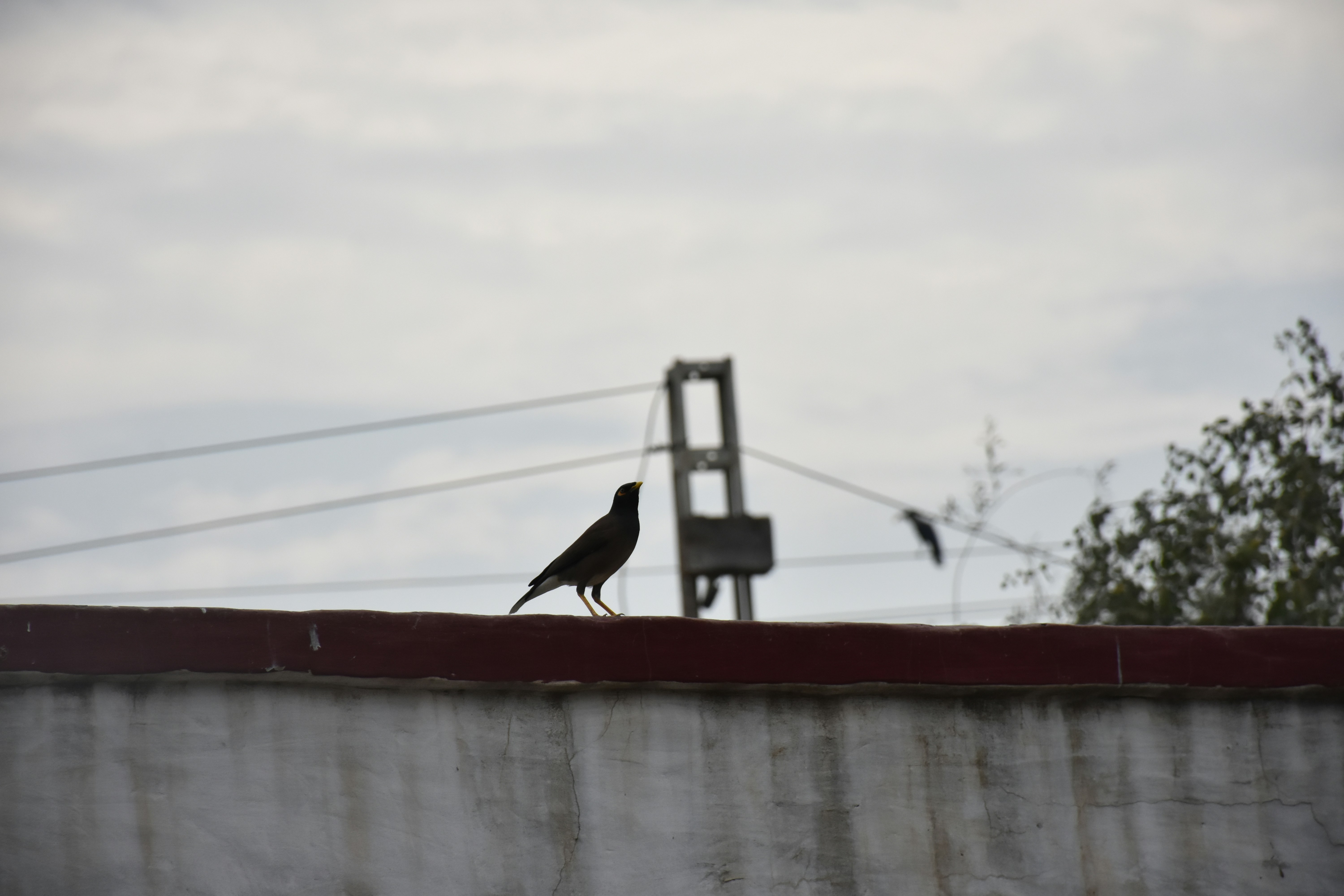 Crow Perched on a Rooftop Ledge with Distant Wires