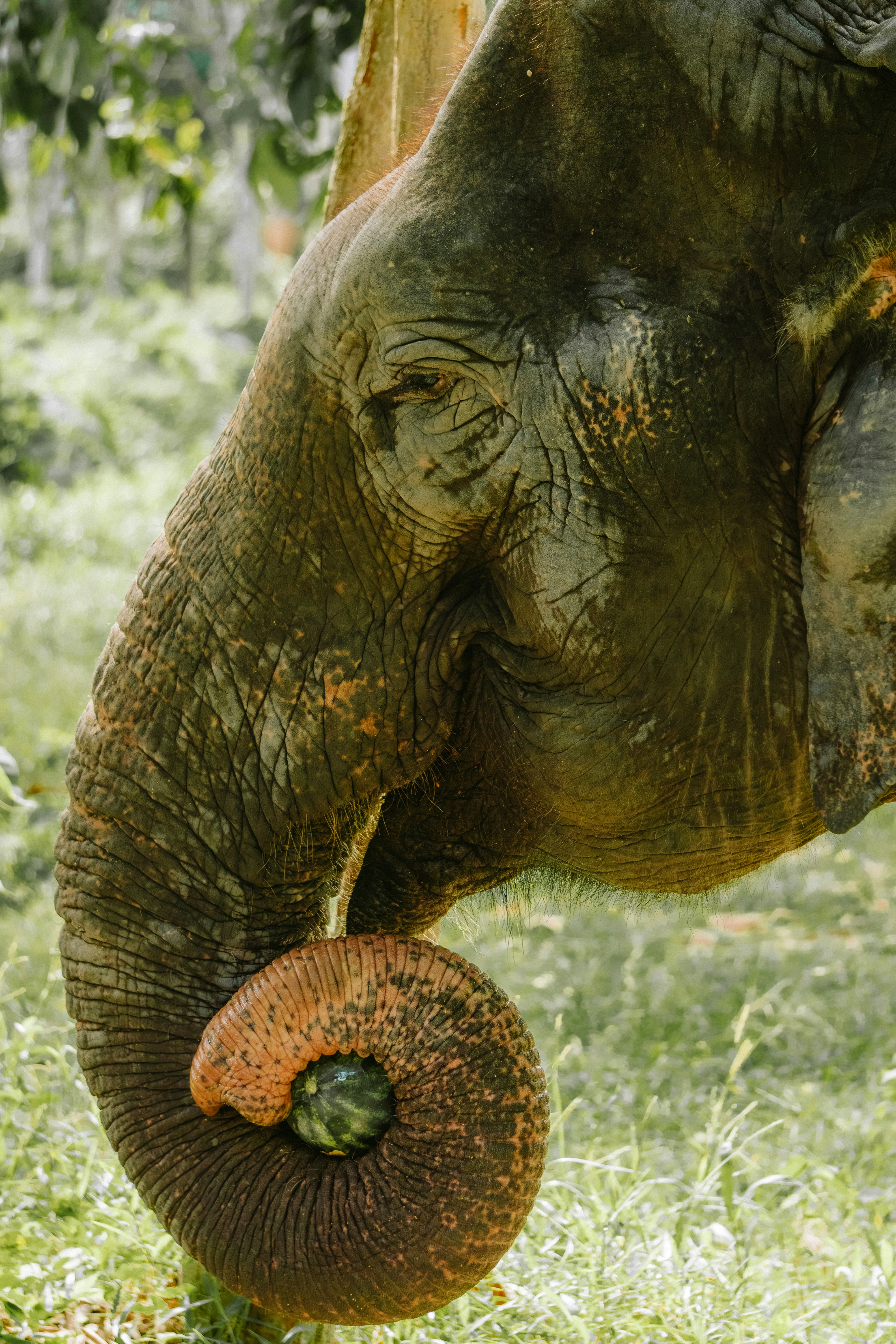 Serpentine Trunk in Dappled Light: An Up-Close Elephant Portrait