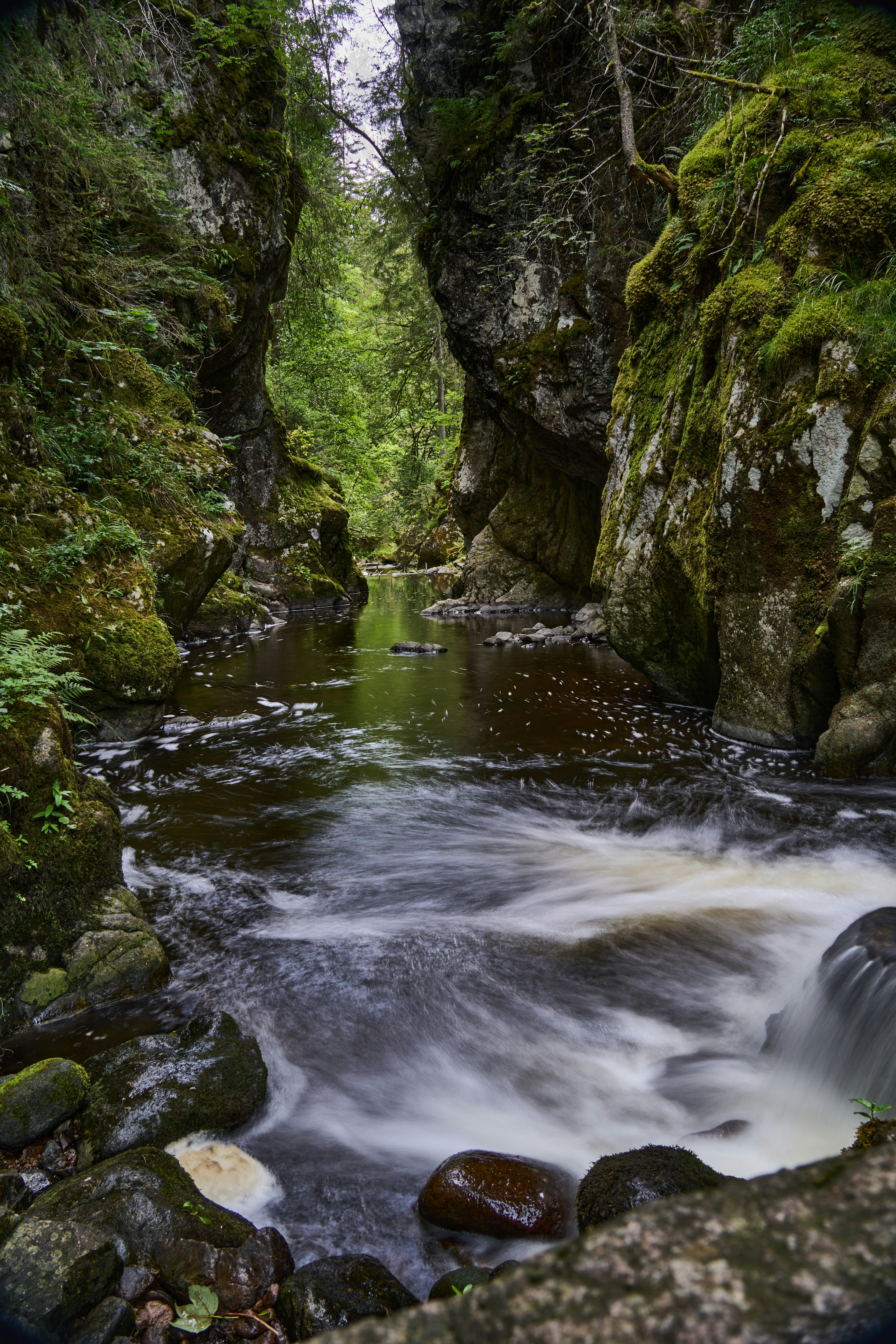Une rivière qui coule à travers une forêt verdoyante photo – Photo La ...