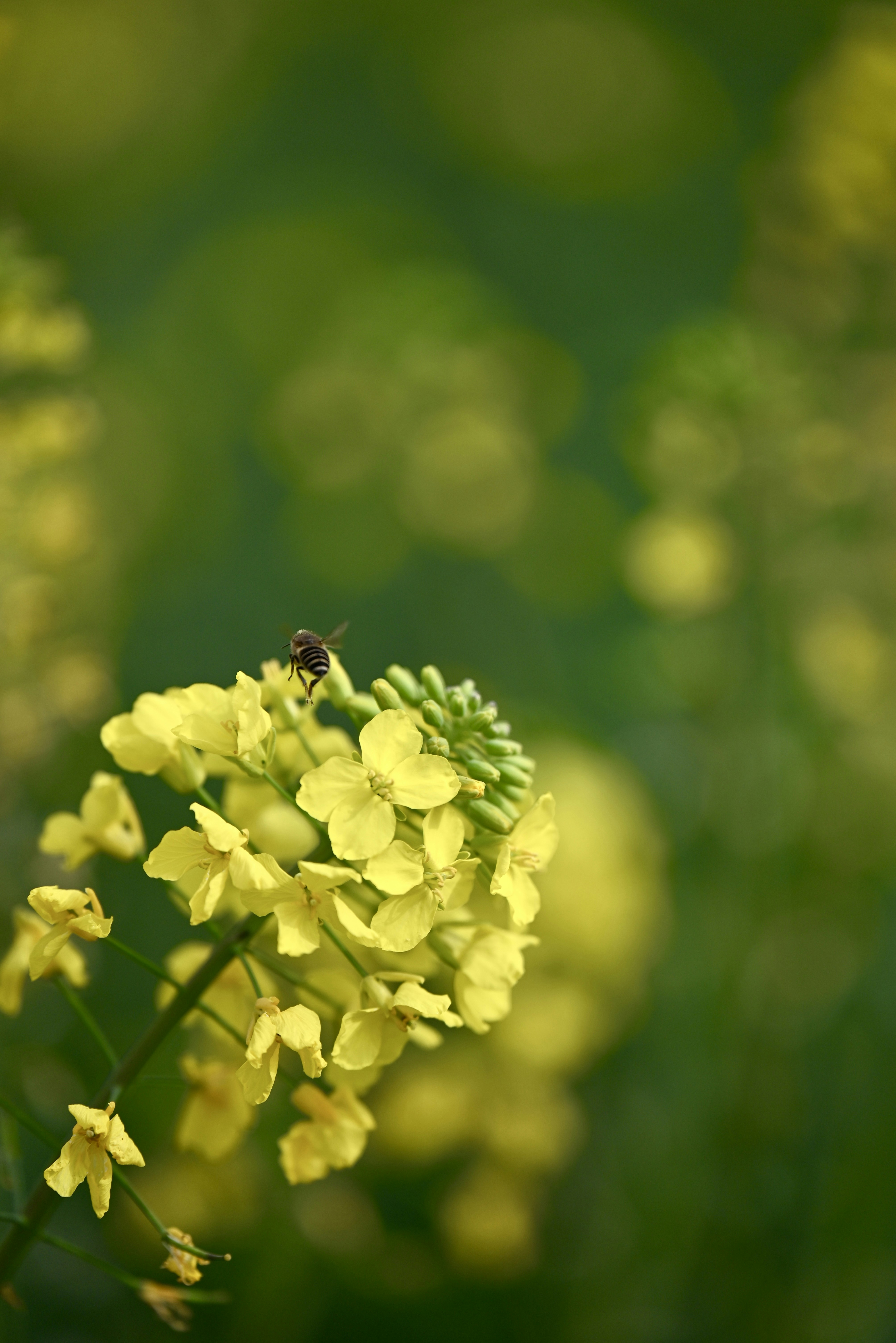 Photo by Ethan Zhang with Nikon Z5