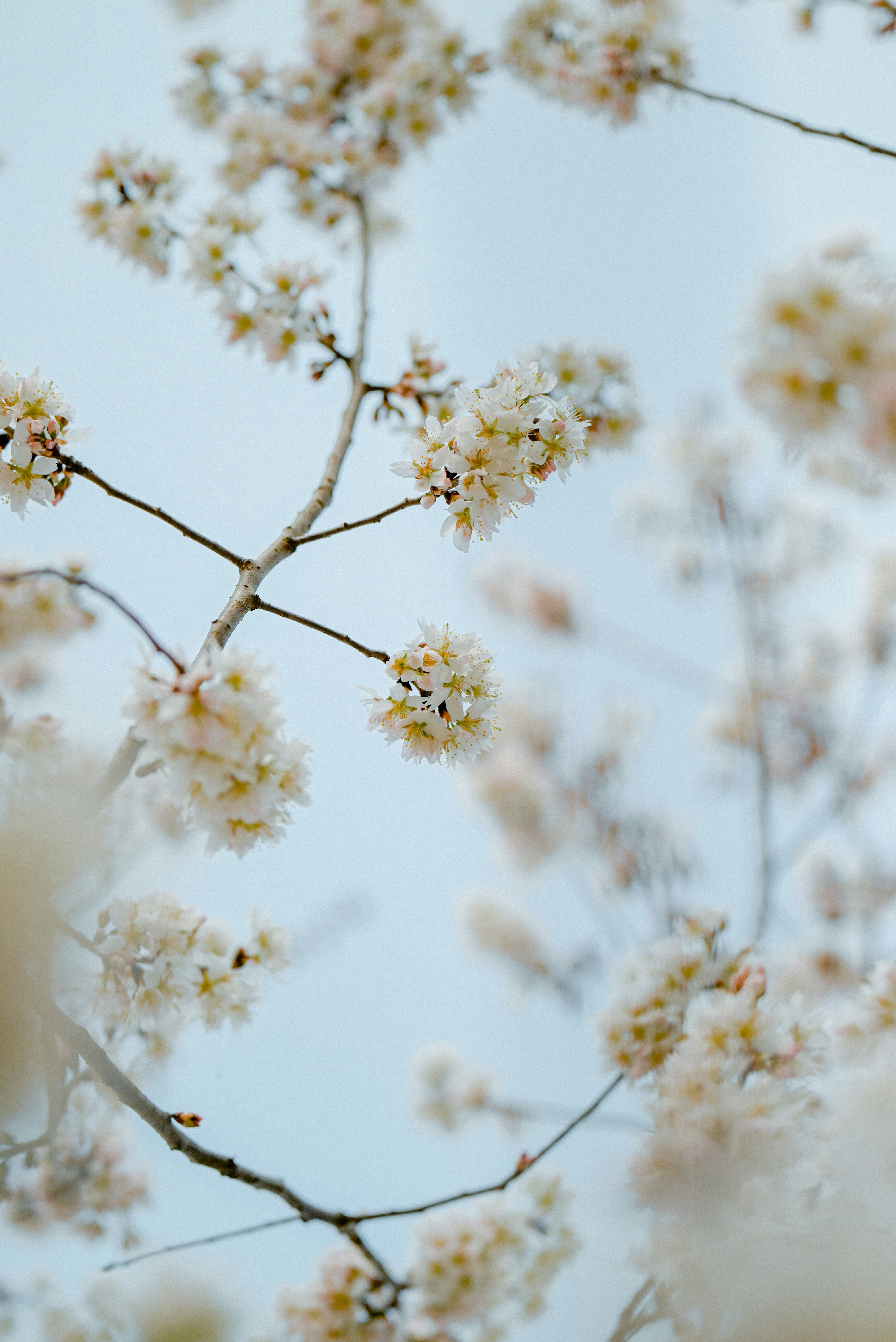 Photo by Ethan Zhang with Nikon Z5