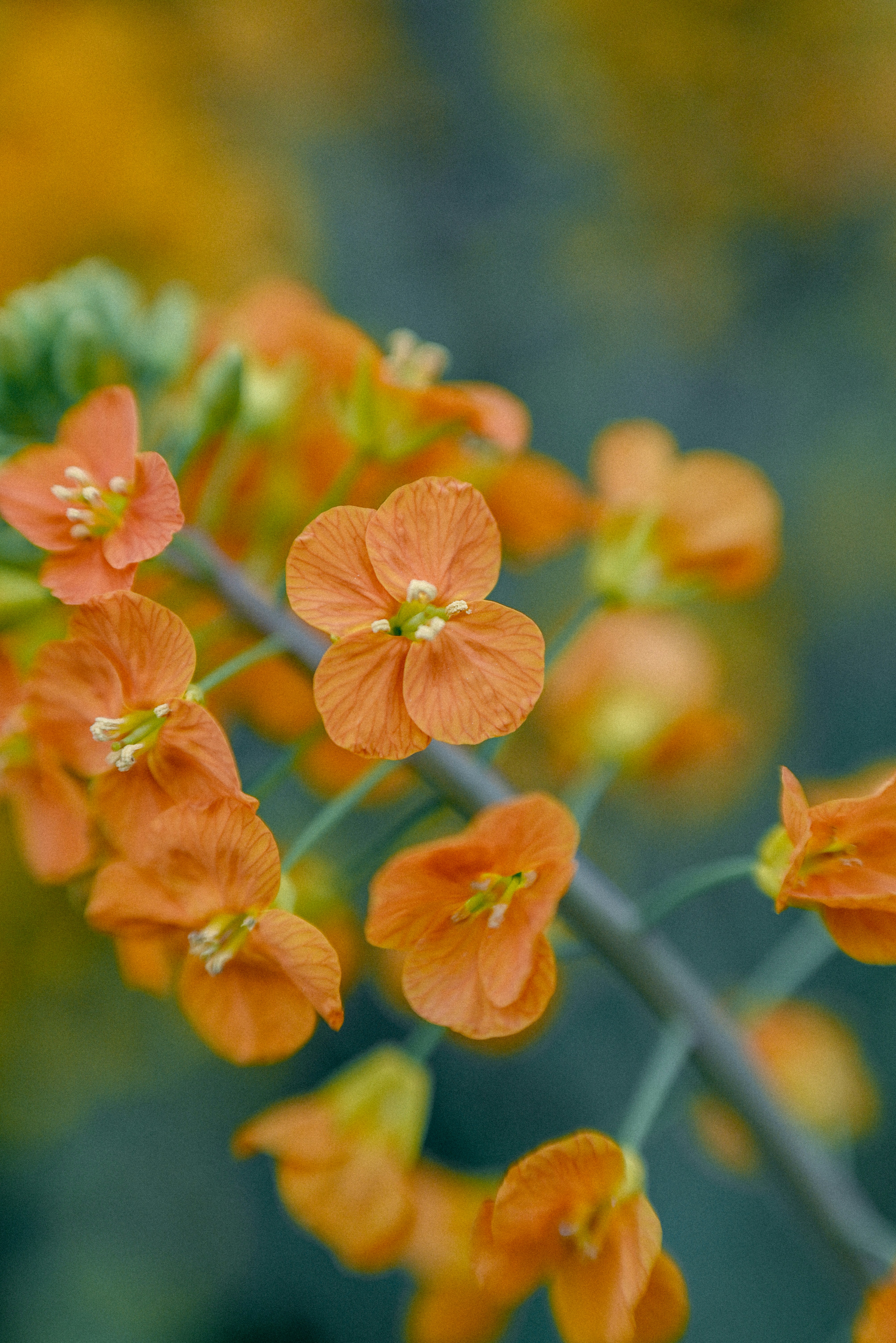 A bunch of orange flowers that are on a branch photo – Free Spring ...