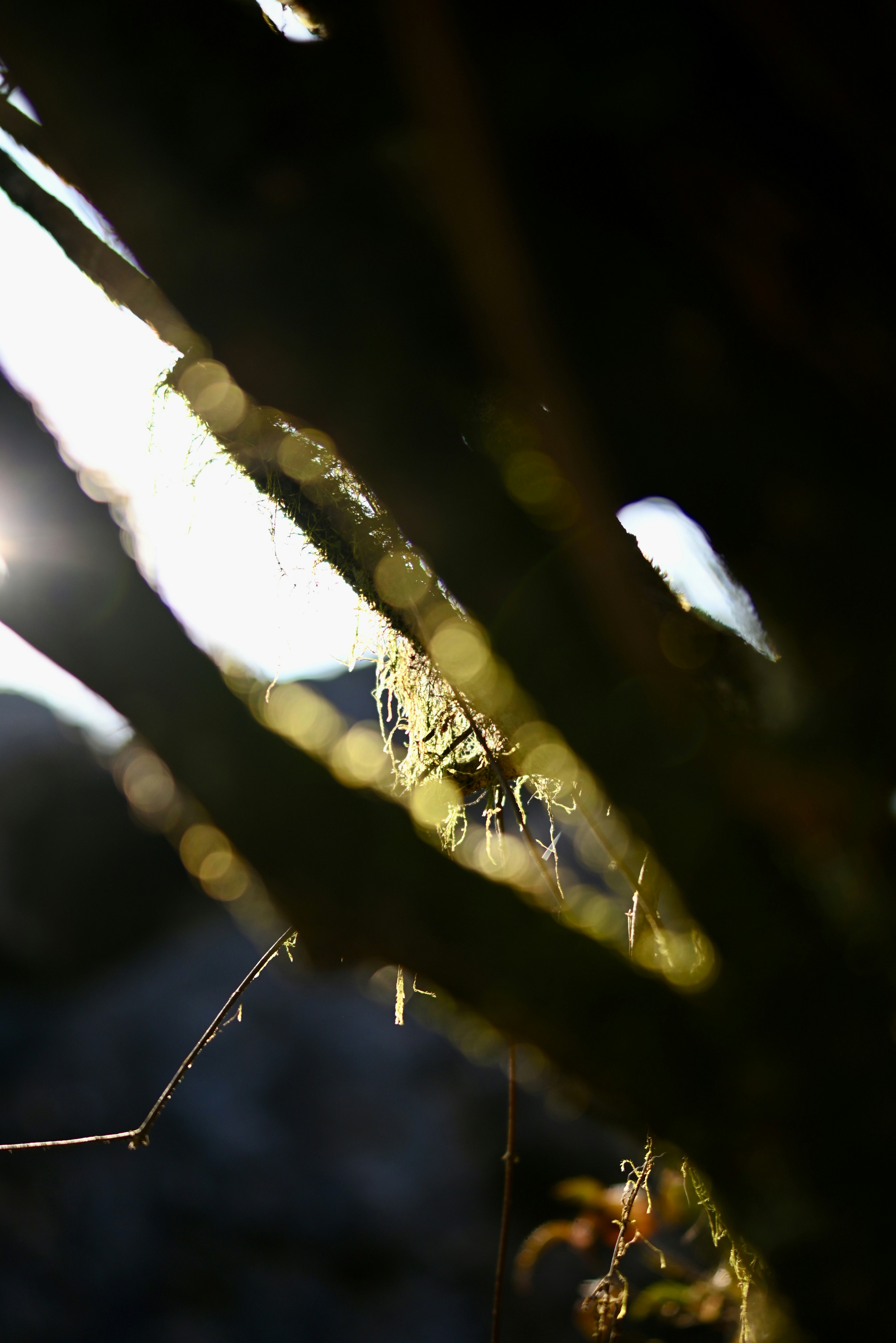 Silken Threads in Backlit Moss