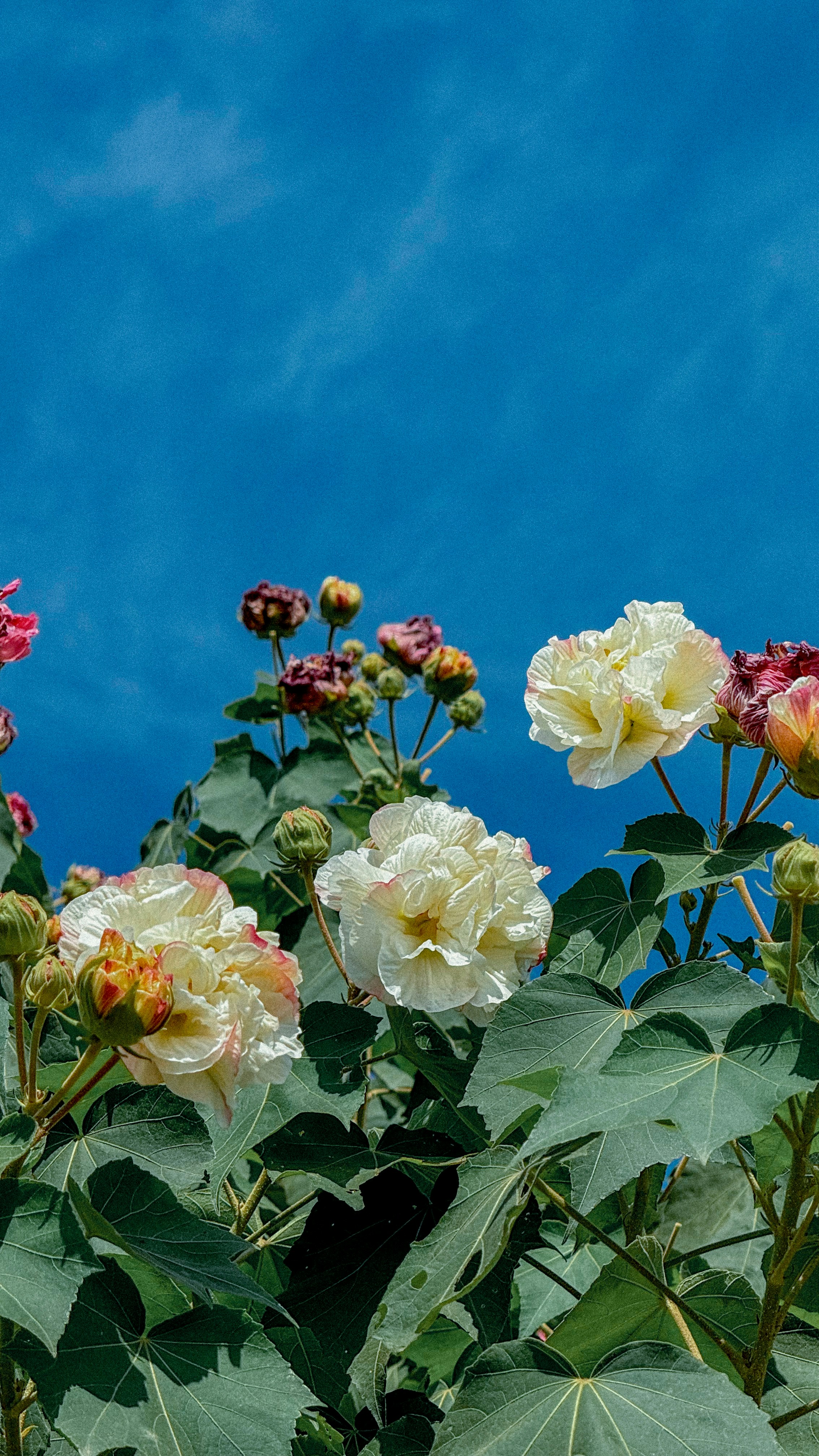 Crimson-tinged Blooms Reach for a Clear Sky