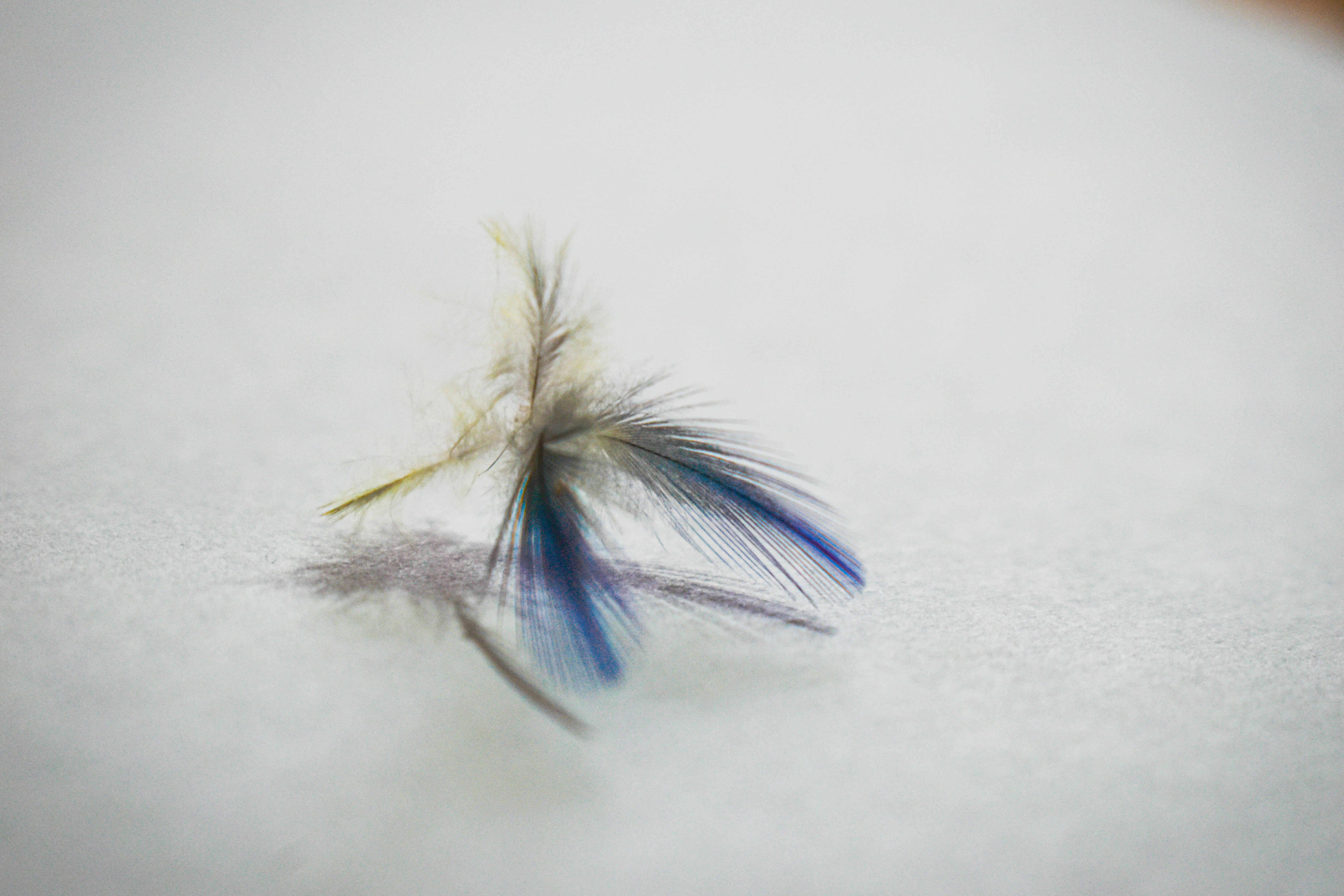 Delicate Feather on Soft Grain