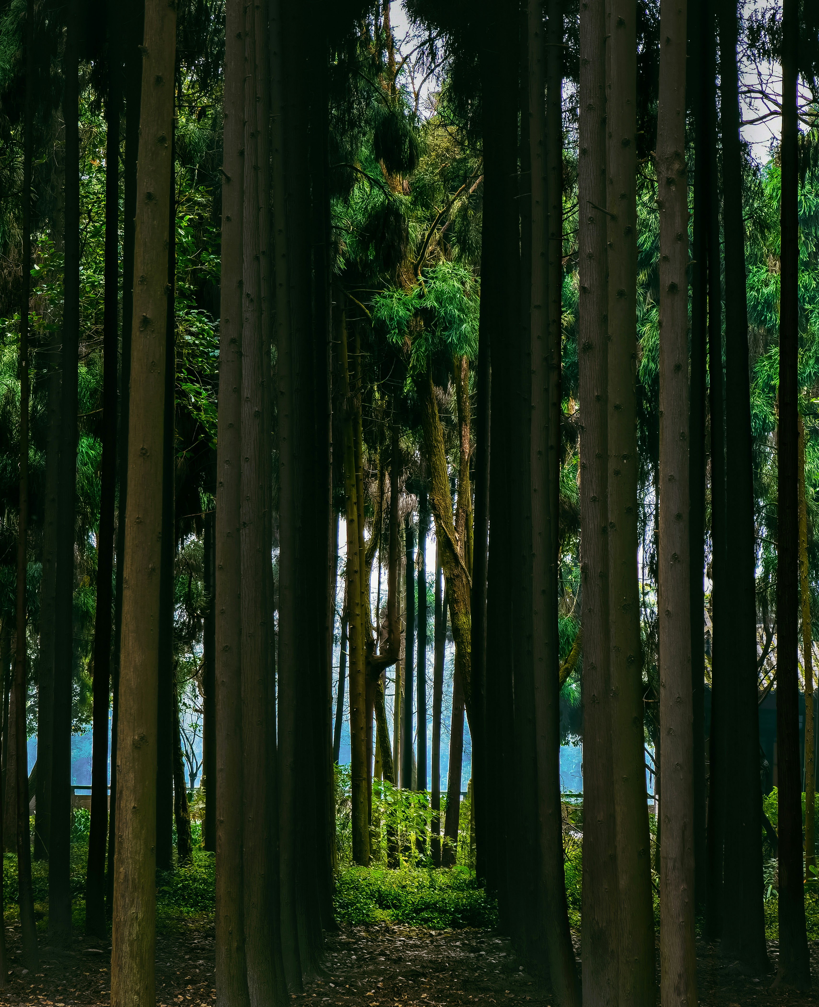 Sun-dappled path between tall pine trunks leads to a distant blue clearing, creating a tranquil forest corridor.