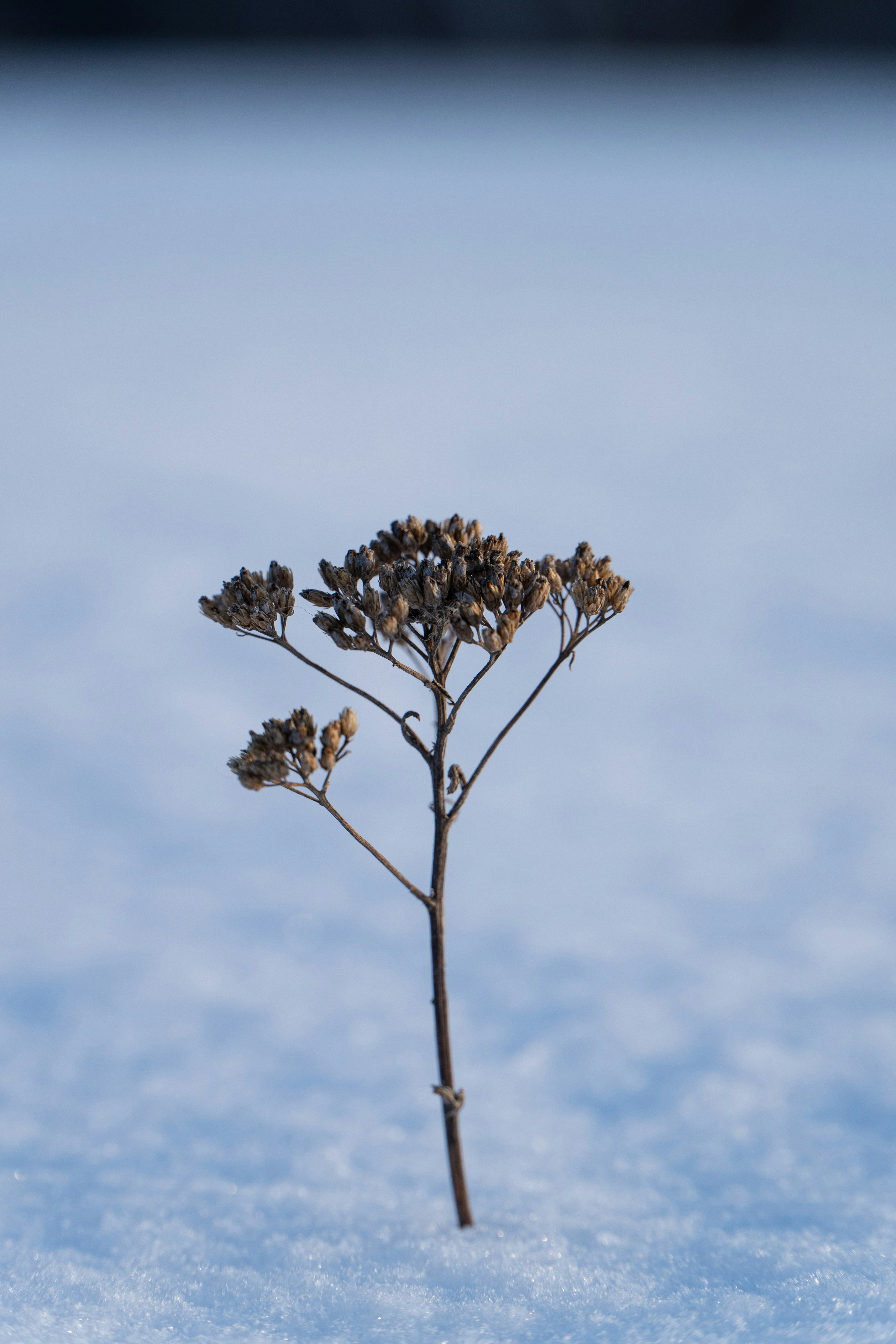 Winter's Quiet Stem: A Lone Wildflower Reaches Through Snow Under a Pale Sky