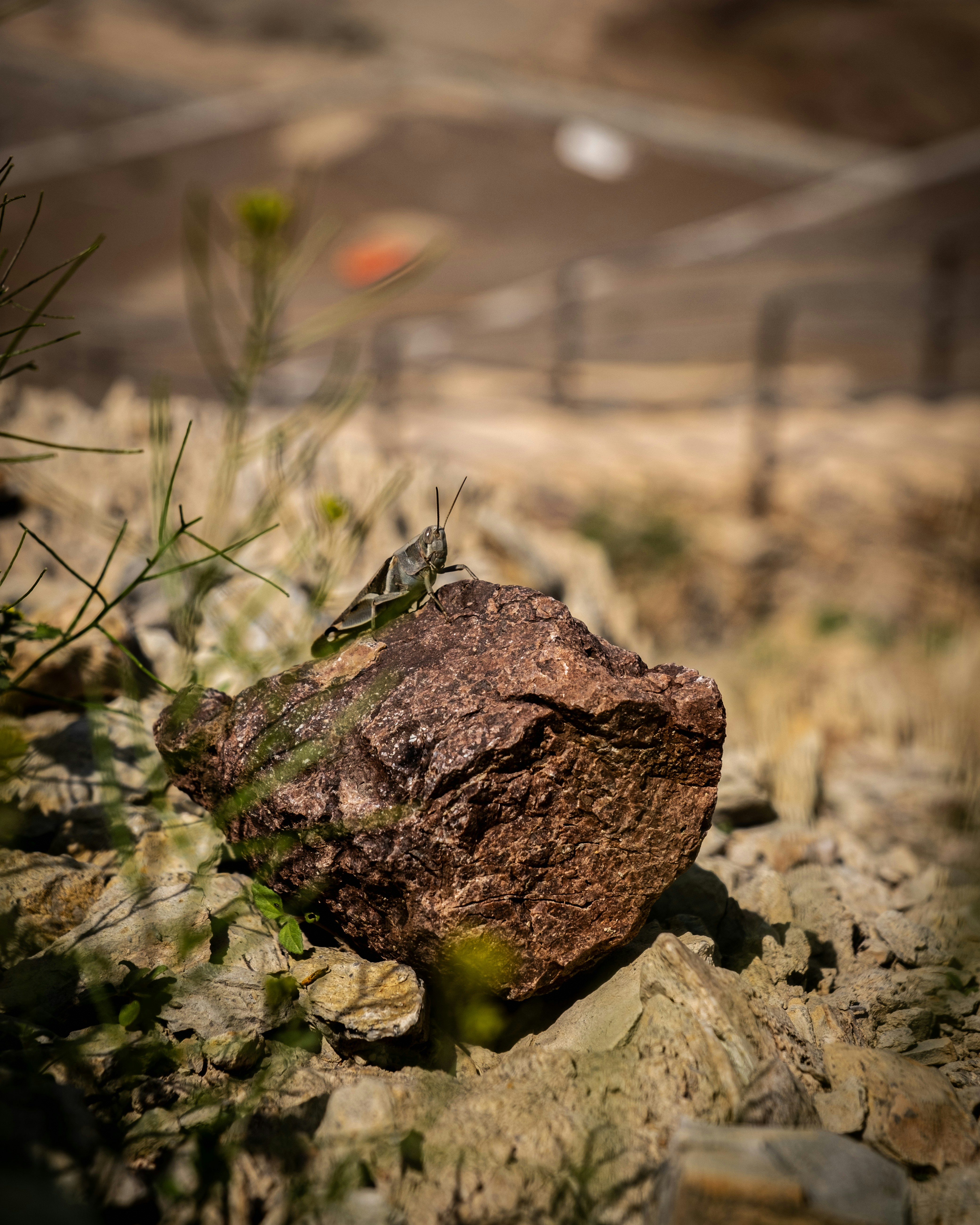 Granite Stage: Grasshopper poised on a weathered boulder