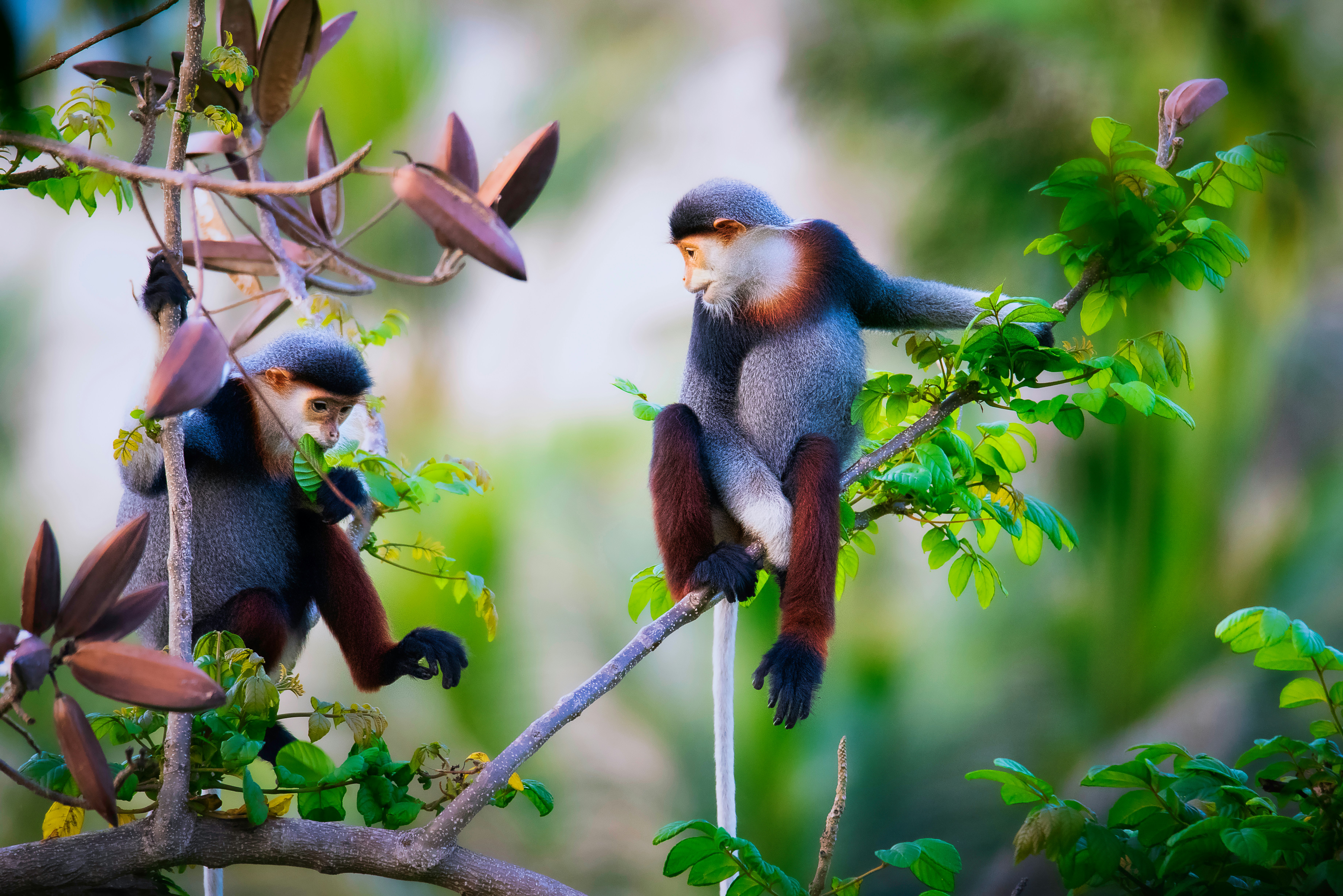Sunlit Canopy Duo: Blue-Gray Langurs in Emerald Framing