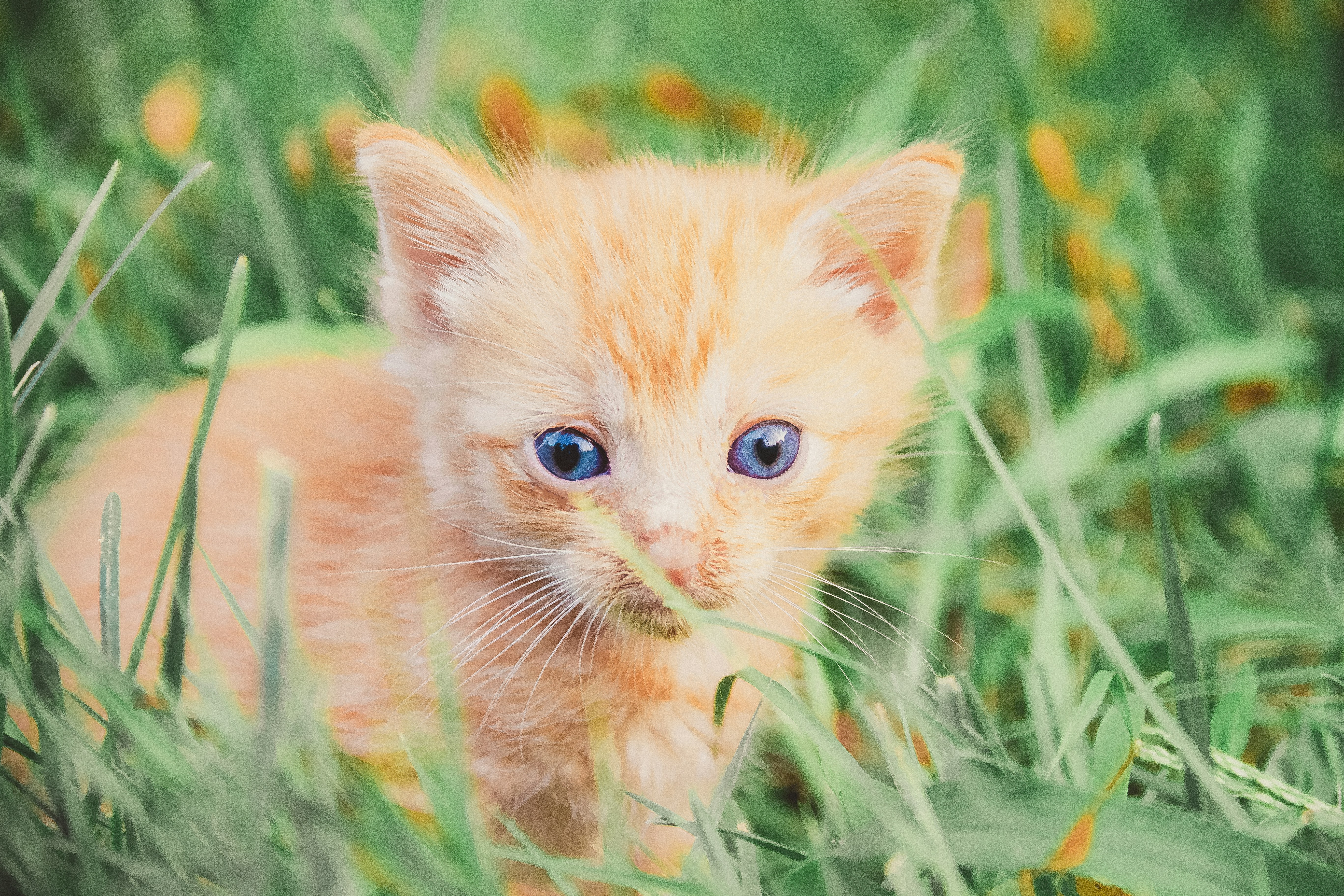 Amber-Eyed Kitten in a Meadow of Sunlit Grass
