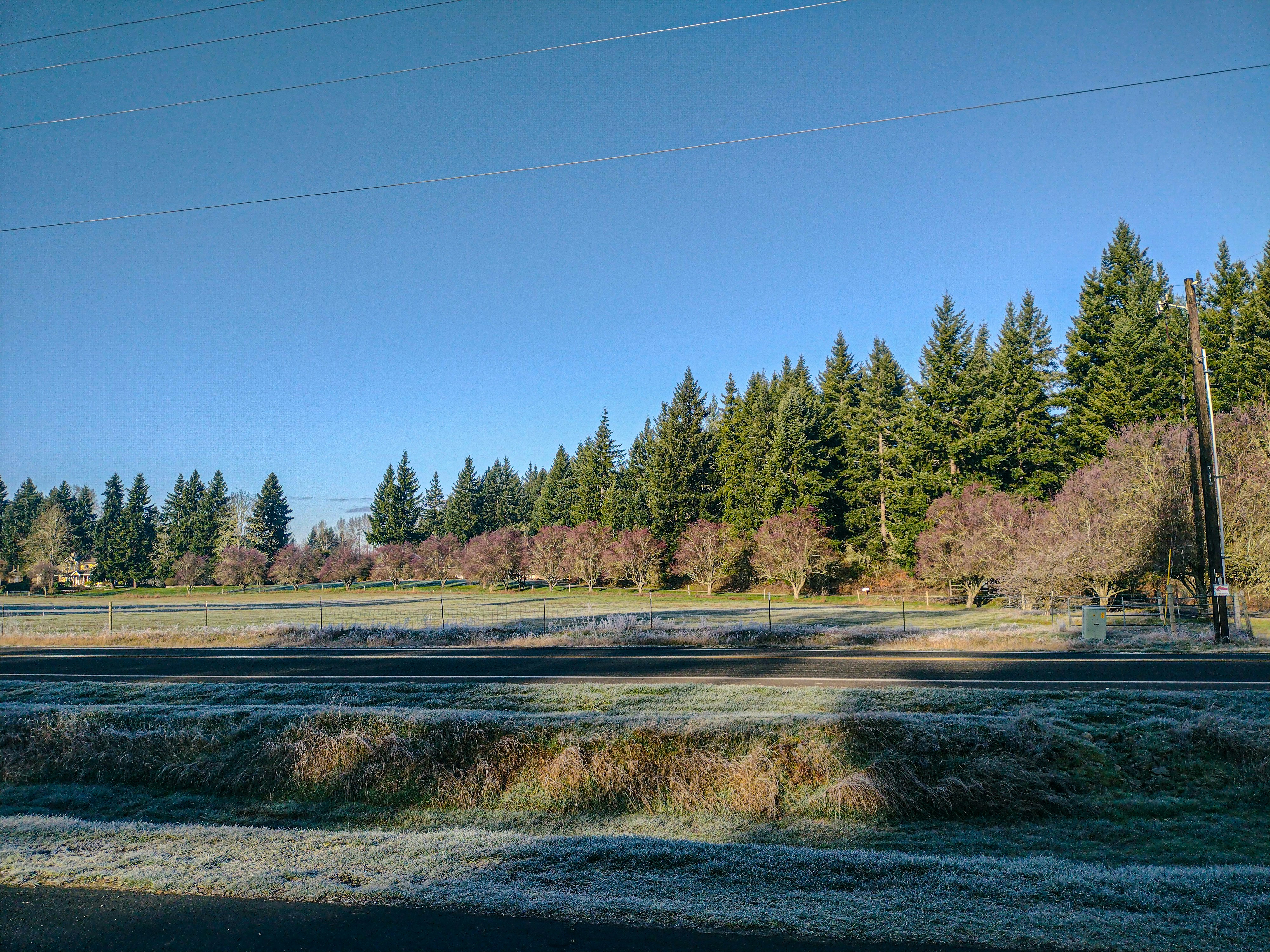 Photograph of frosted foreground grasses and railway tracks leading to a forest of pine trees under a bright blue sky.