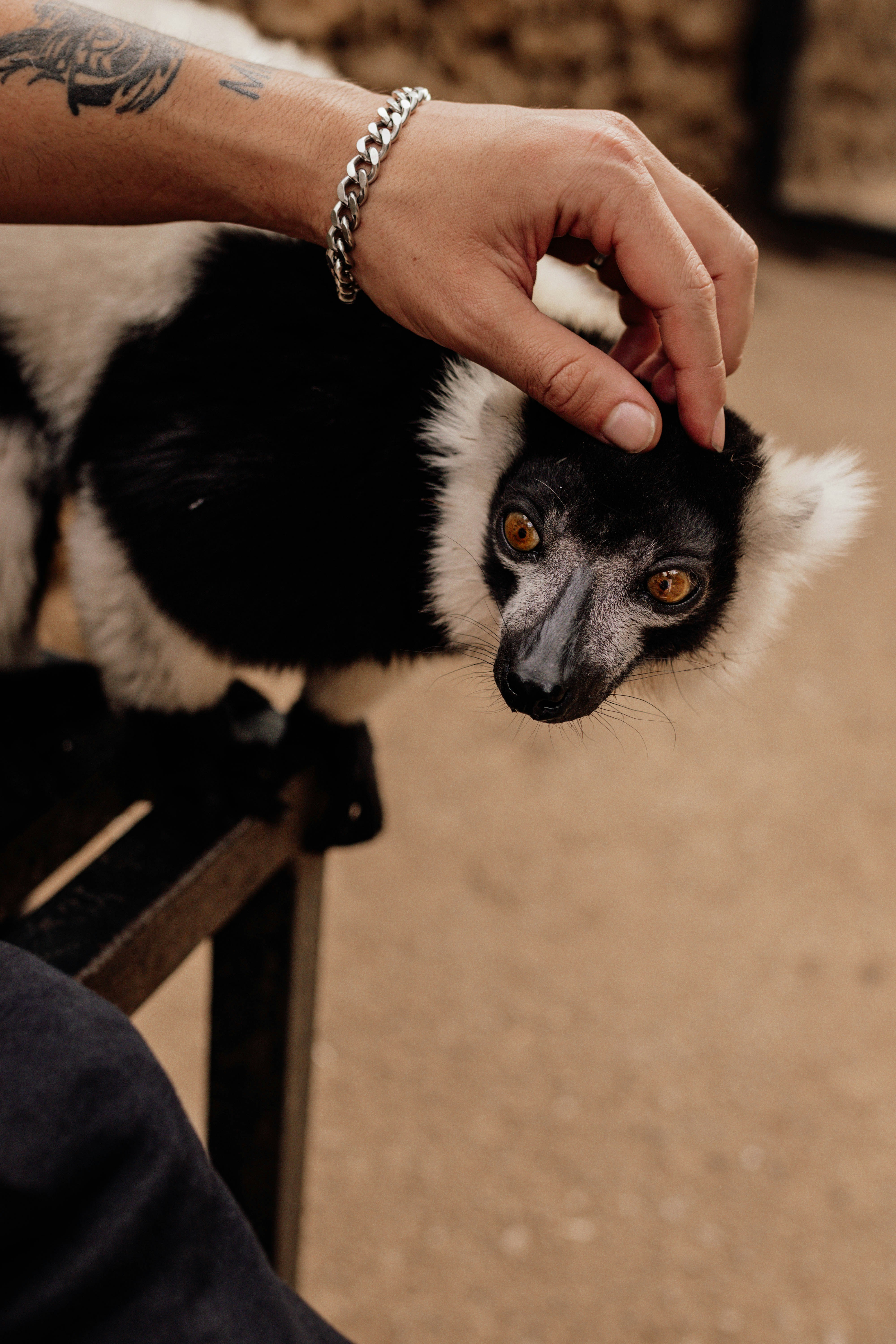 Gentle Hands, Curious Eyes: A Capuchin's Quiet Moment