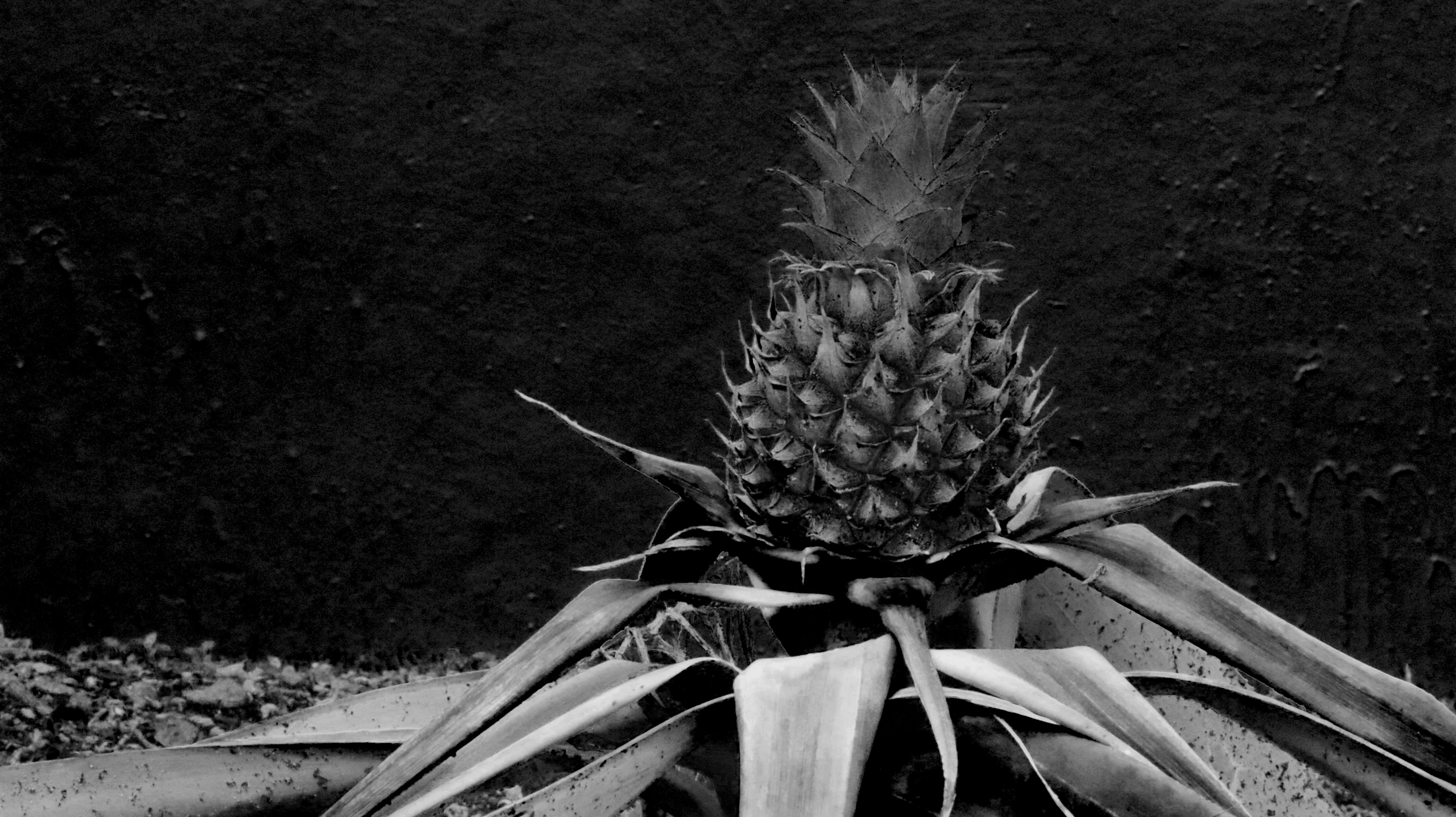 Desert Crown: A Black-and-White Portrait of a Pineapple Plant on a Rough Backdrop