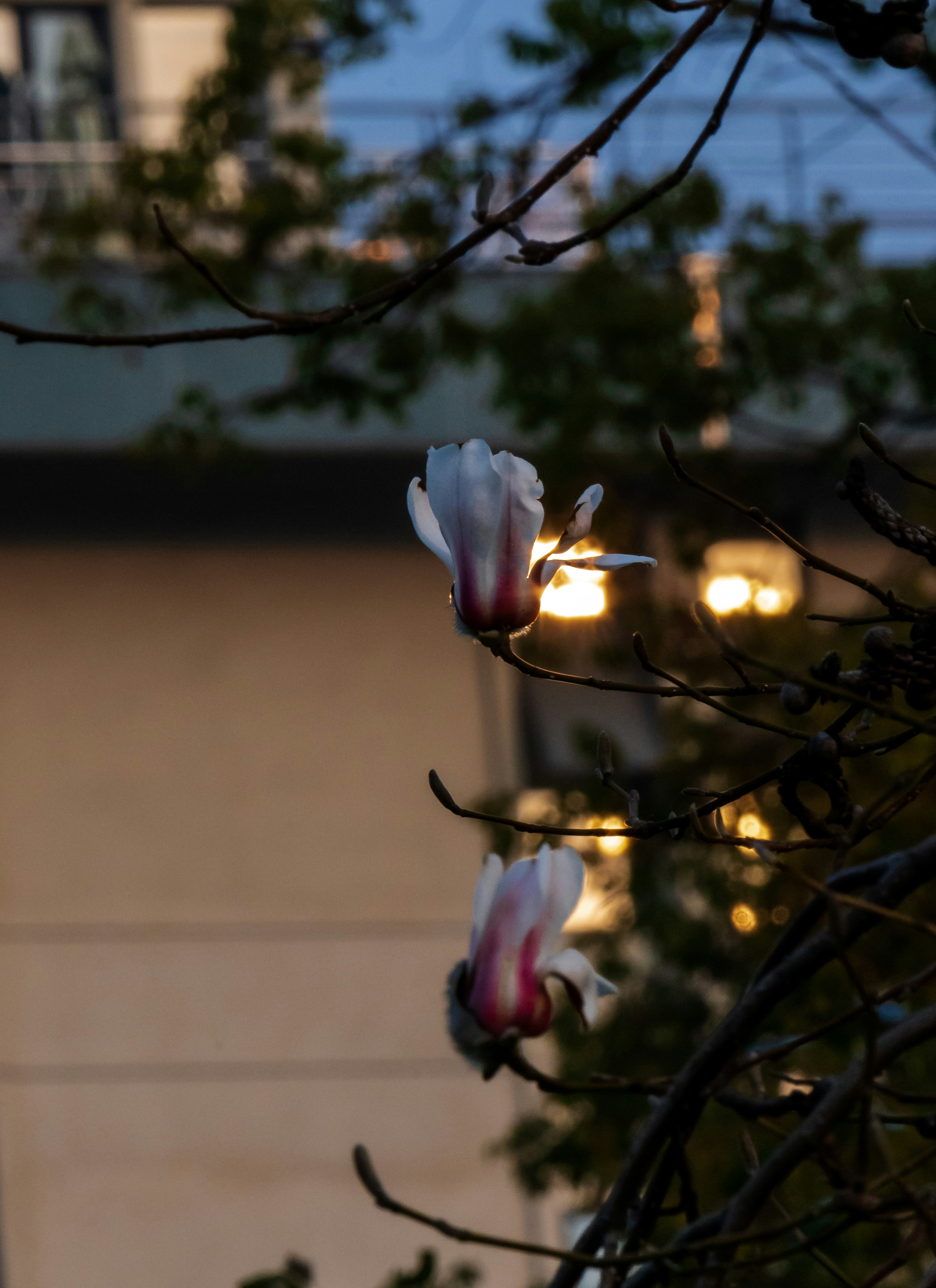 Petaled Beacon: Magnolia in Evening Neon