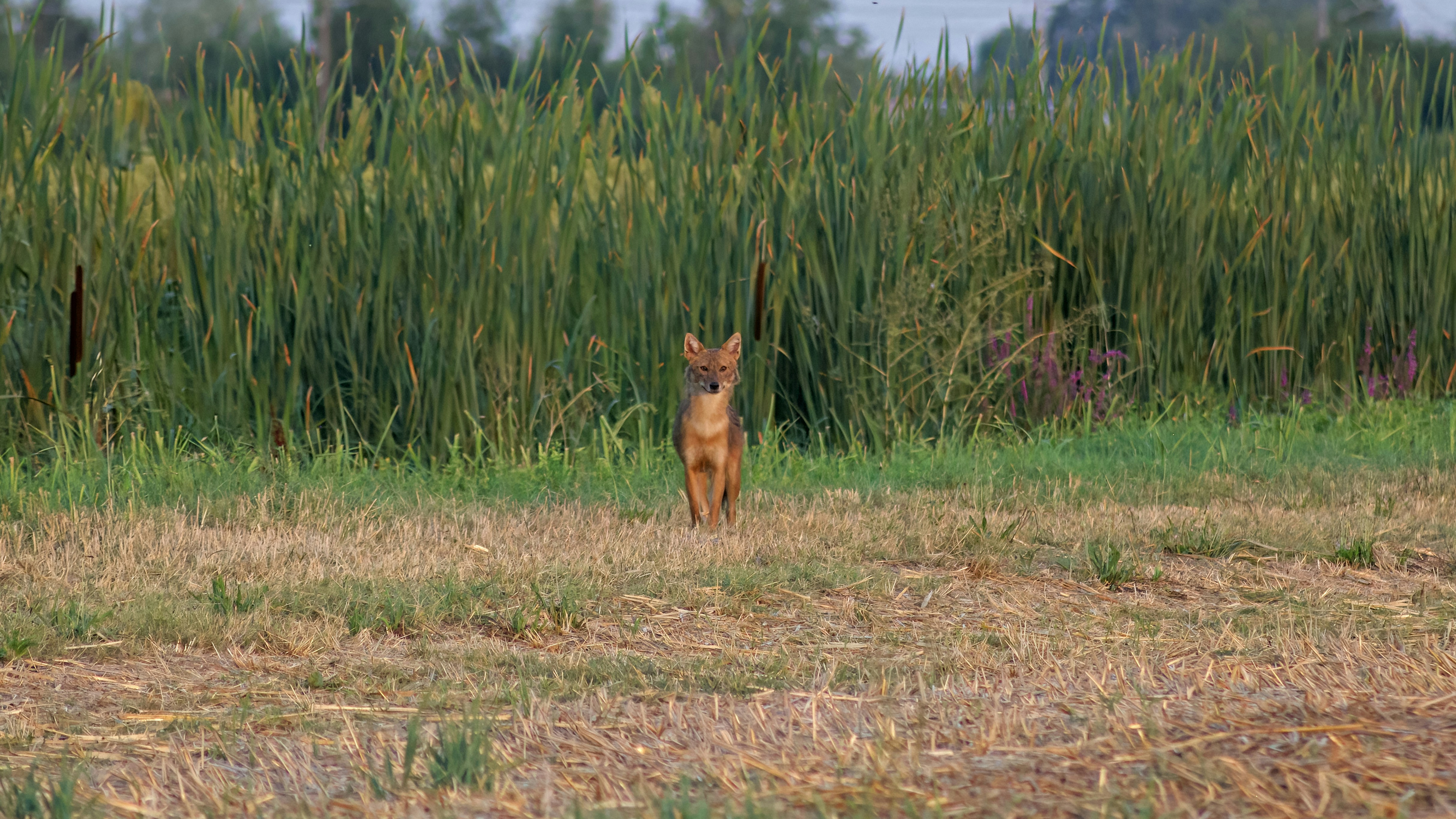 Lone Deer at the Edge of a Golden Meadow