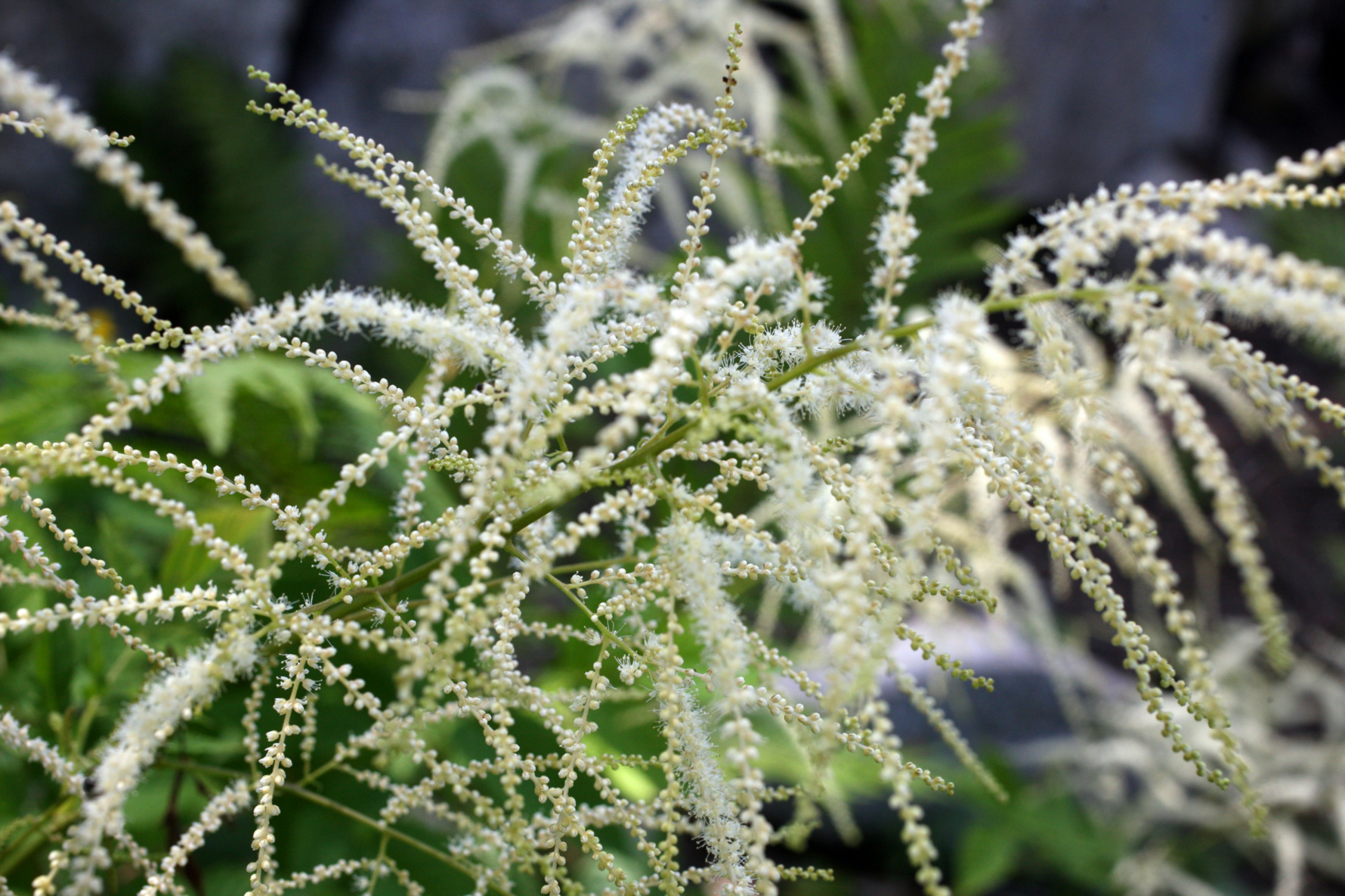 Close-up of delicate white flowers with elongated petals against a blurred background.