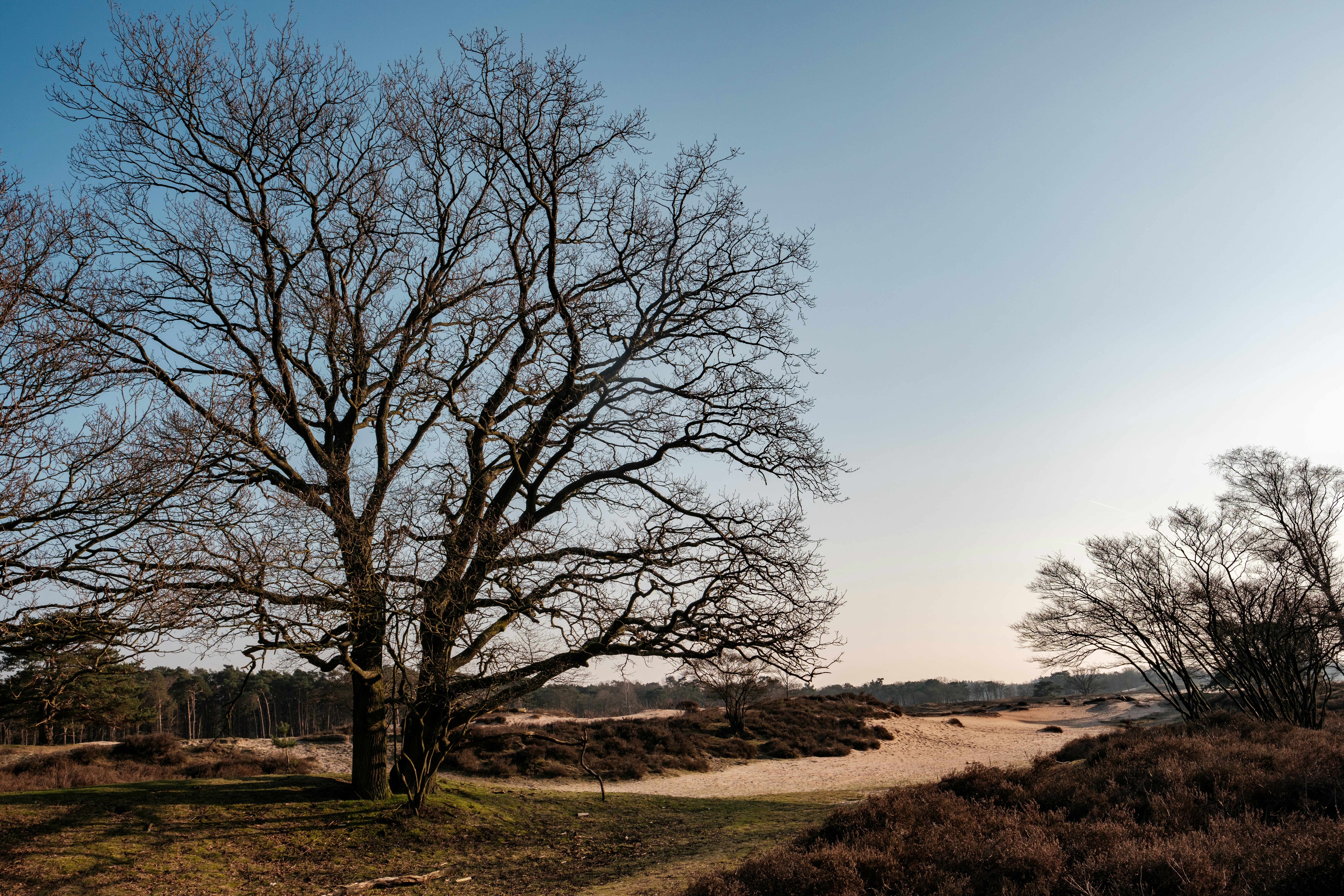 A bare tree stands in the middle of a grassy field photo – Free Grey ...