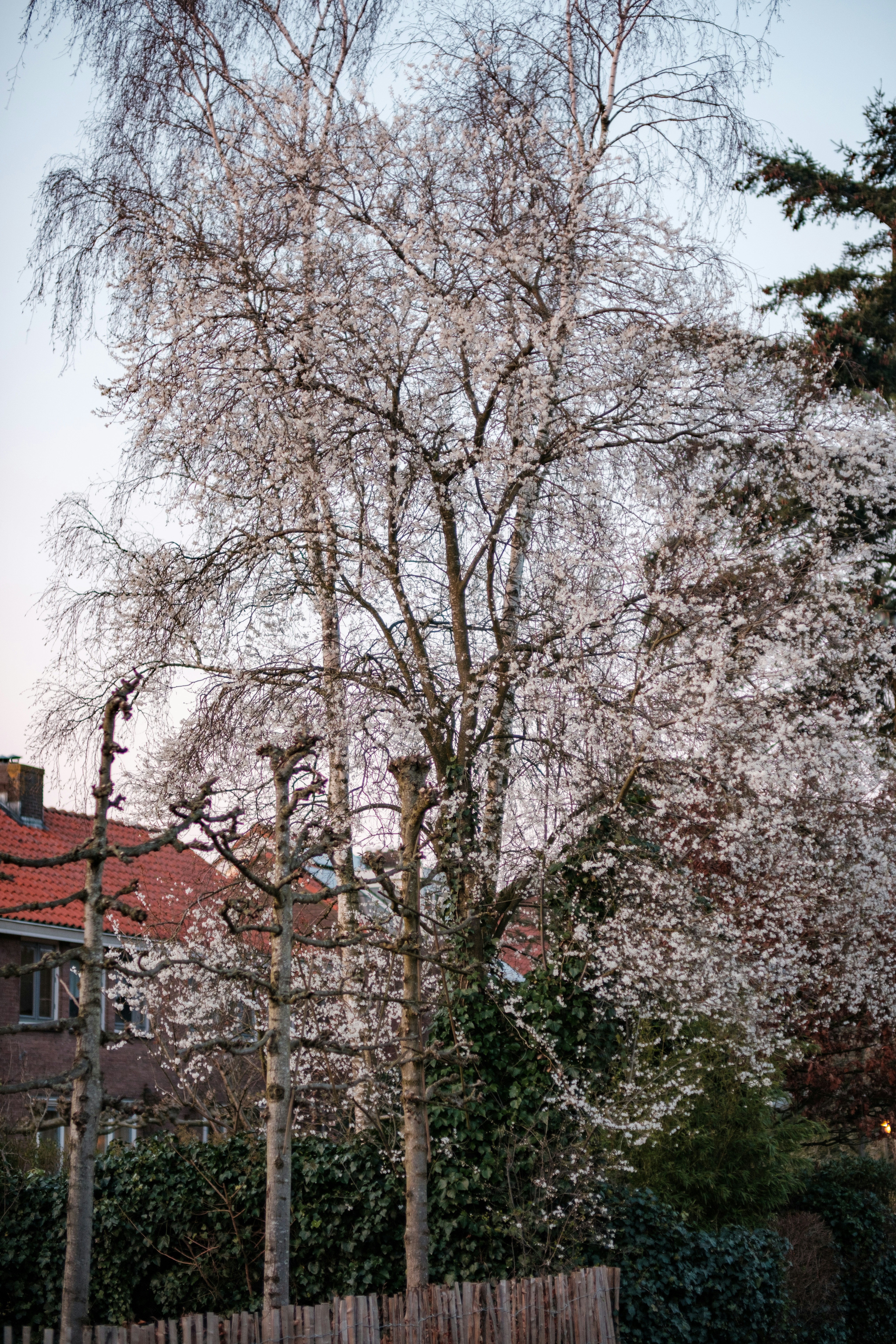 Plum Blossom Canopy Over a Quiet Suburban Street