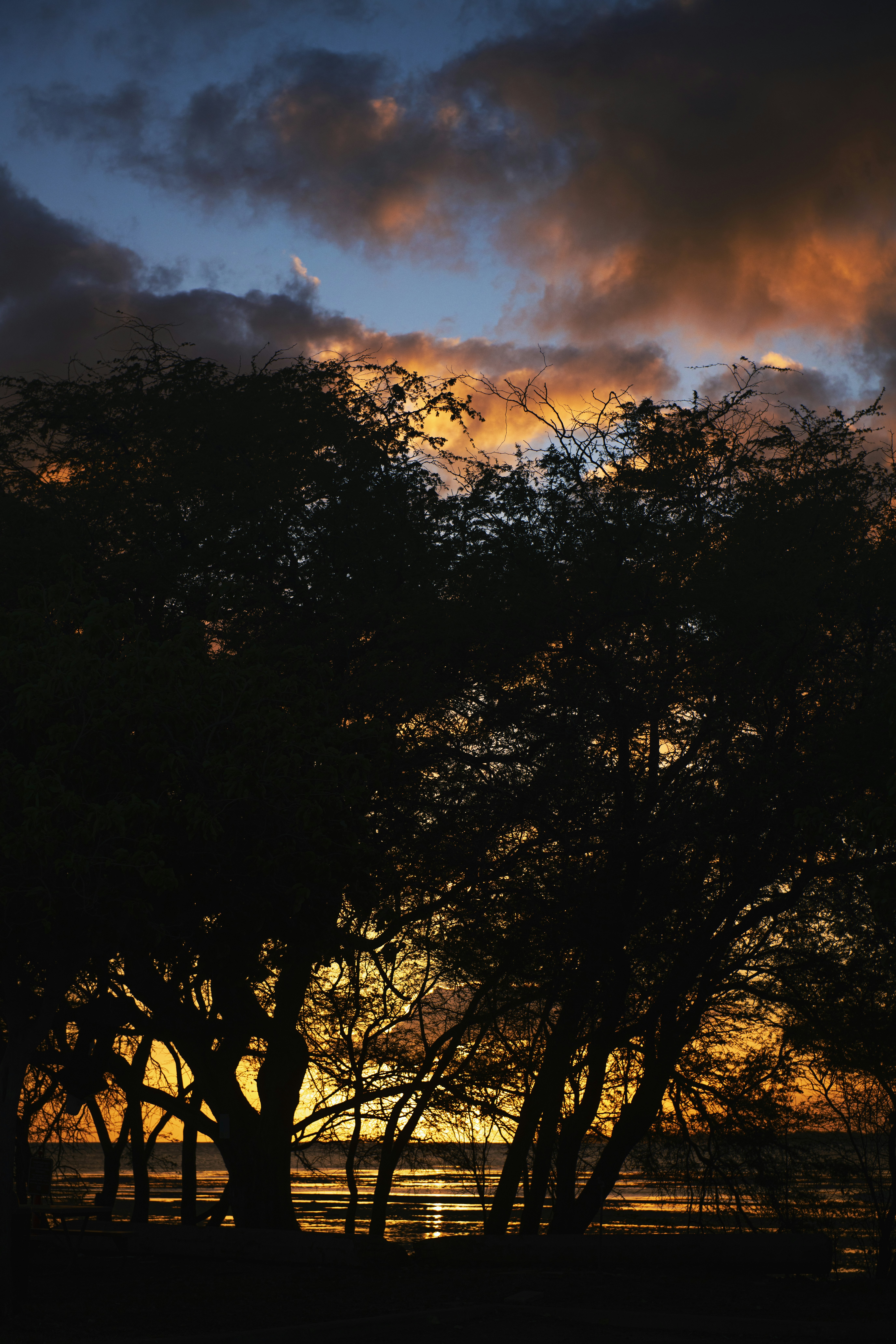 Trees | 100+ best free photos on Unsplash