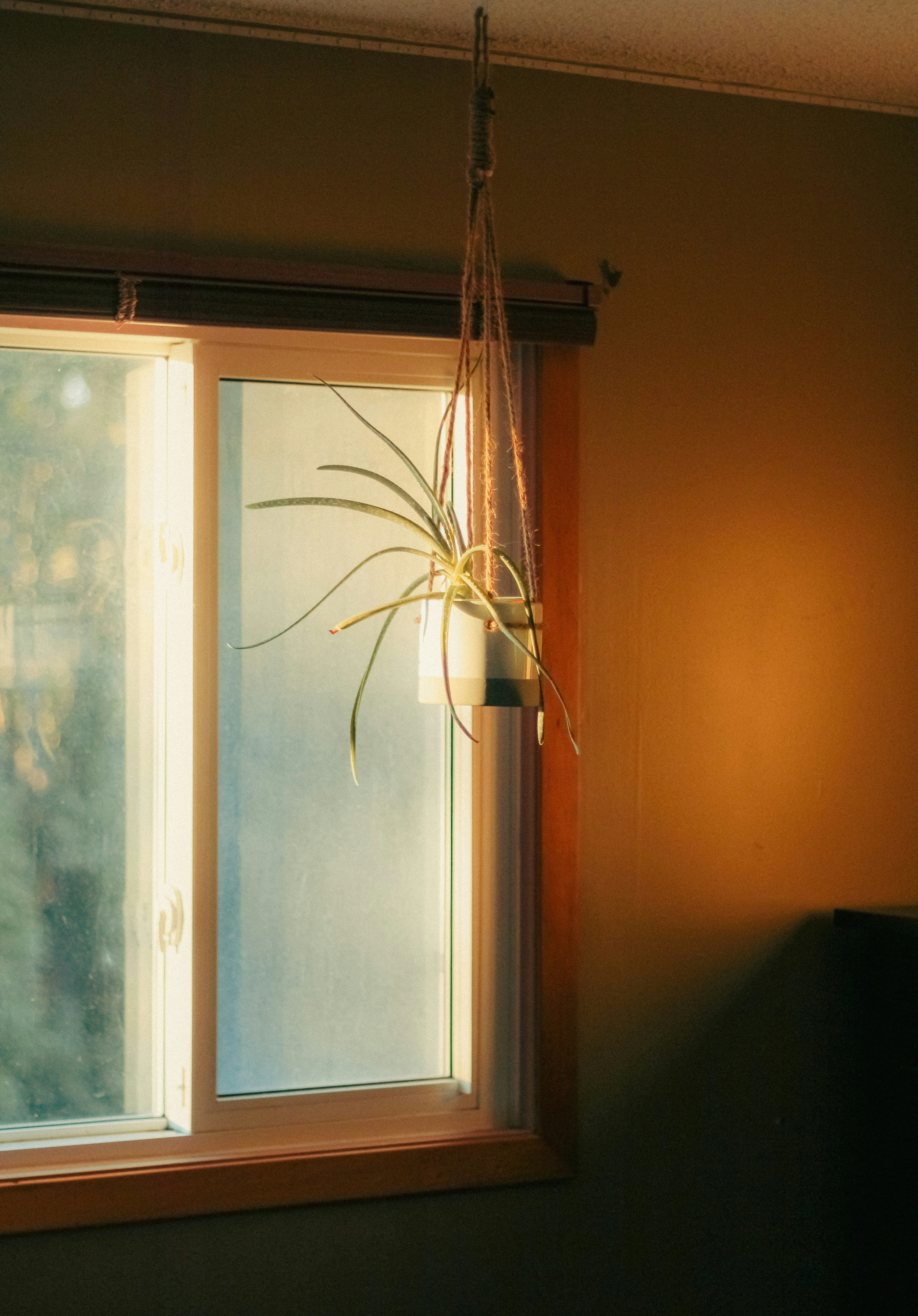 A photograph captures a hanging plant in a macrame planter by a sunlit window.