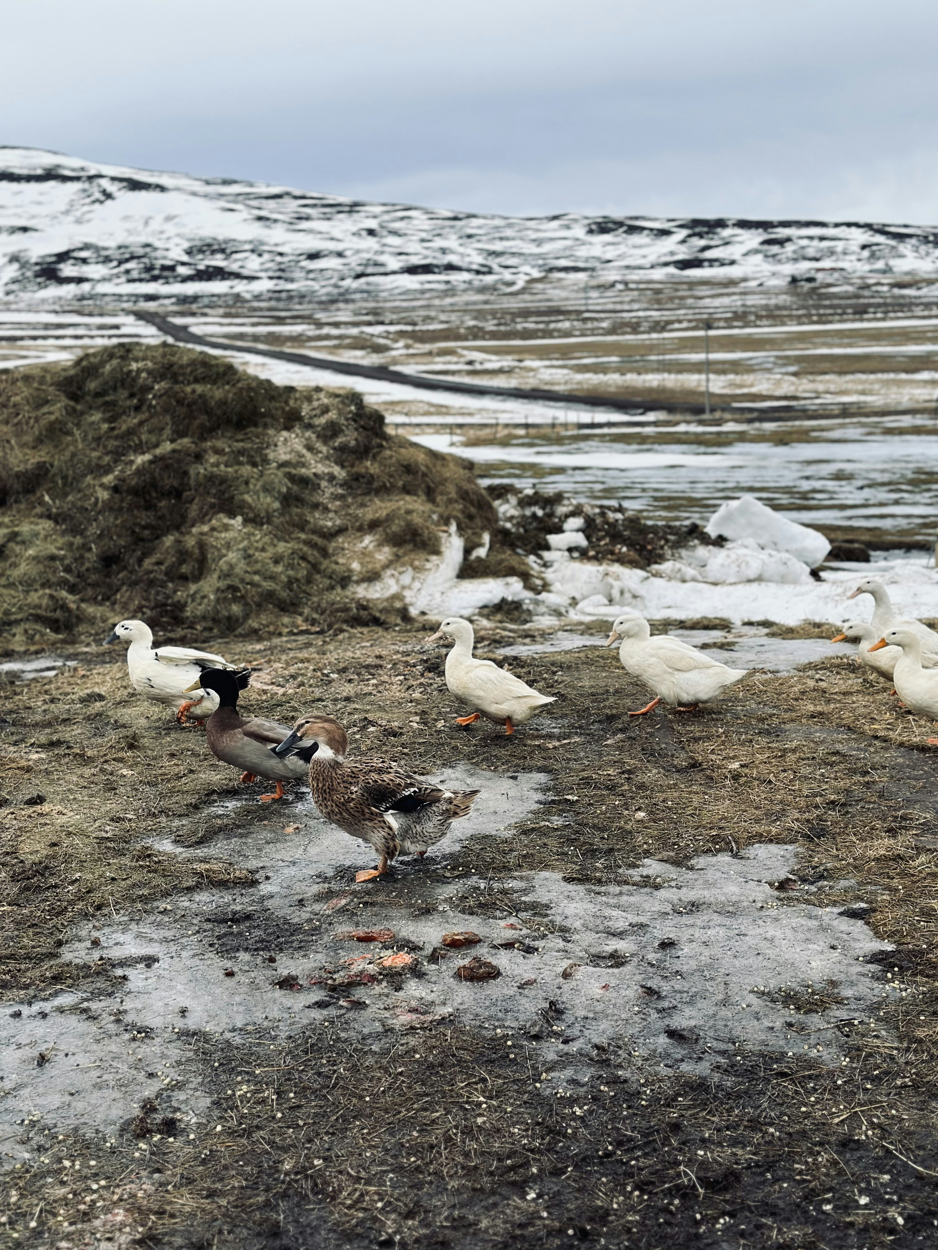 Gull Parade Along a Winter Shore