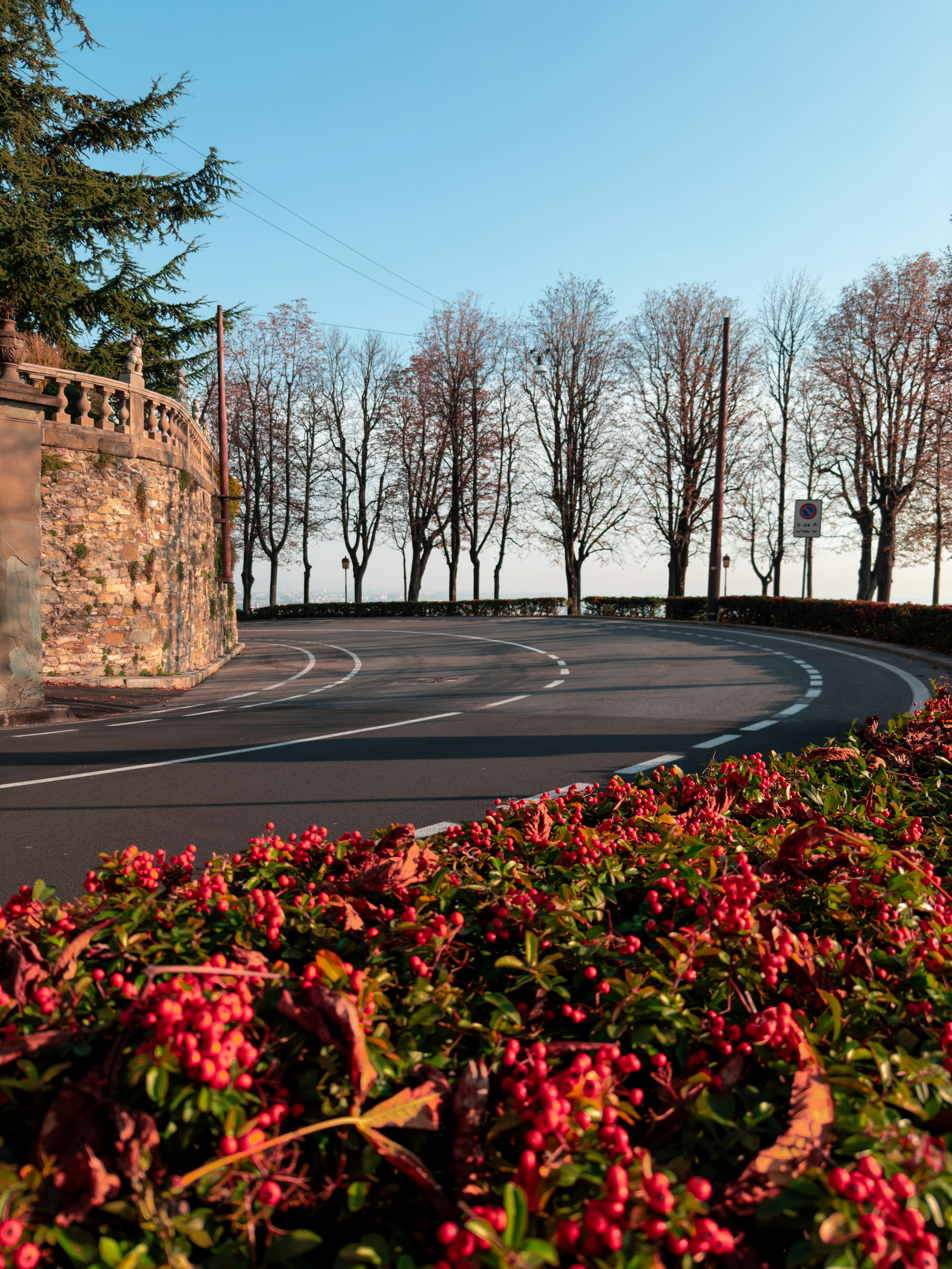 Crimson Verge at the Bend: Flowers Framing a Quiet Seaside CurveDaniel Deiev