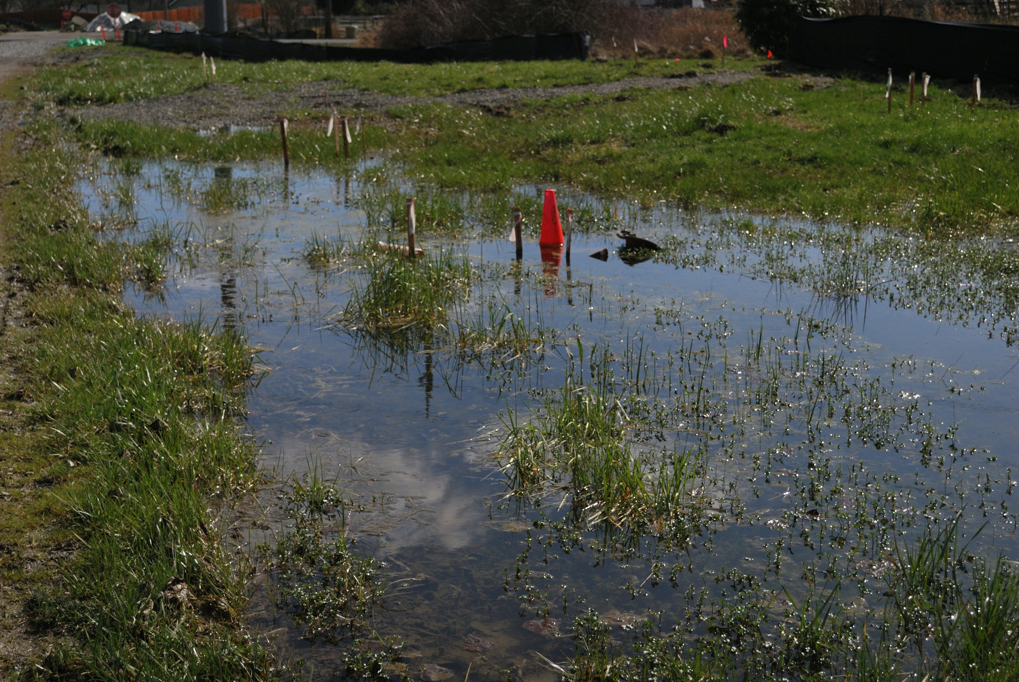A red fire hydrant sitting in the middle of a flooded field photo ...