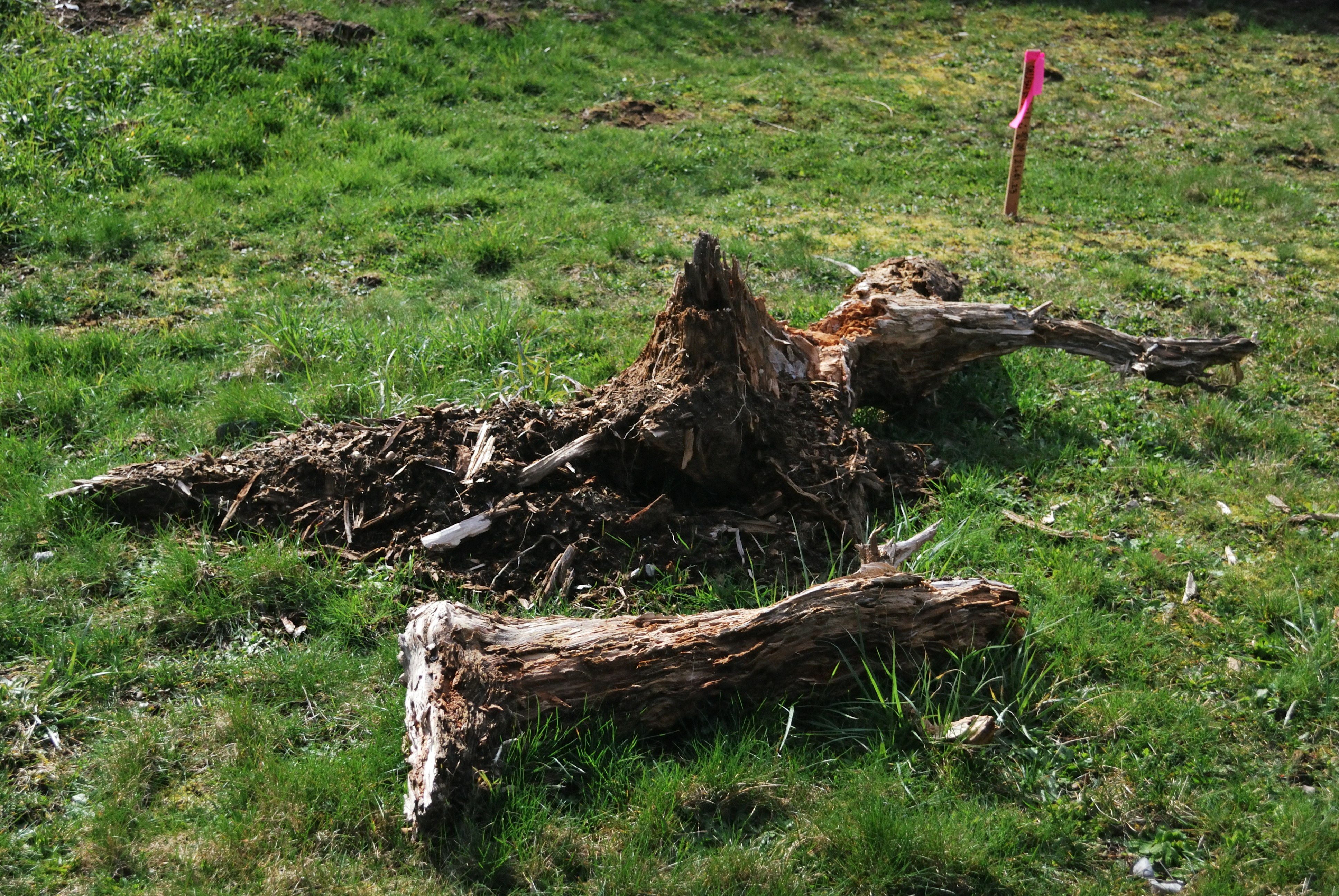 Uprooted Relics in a Quiet Meadow