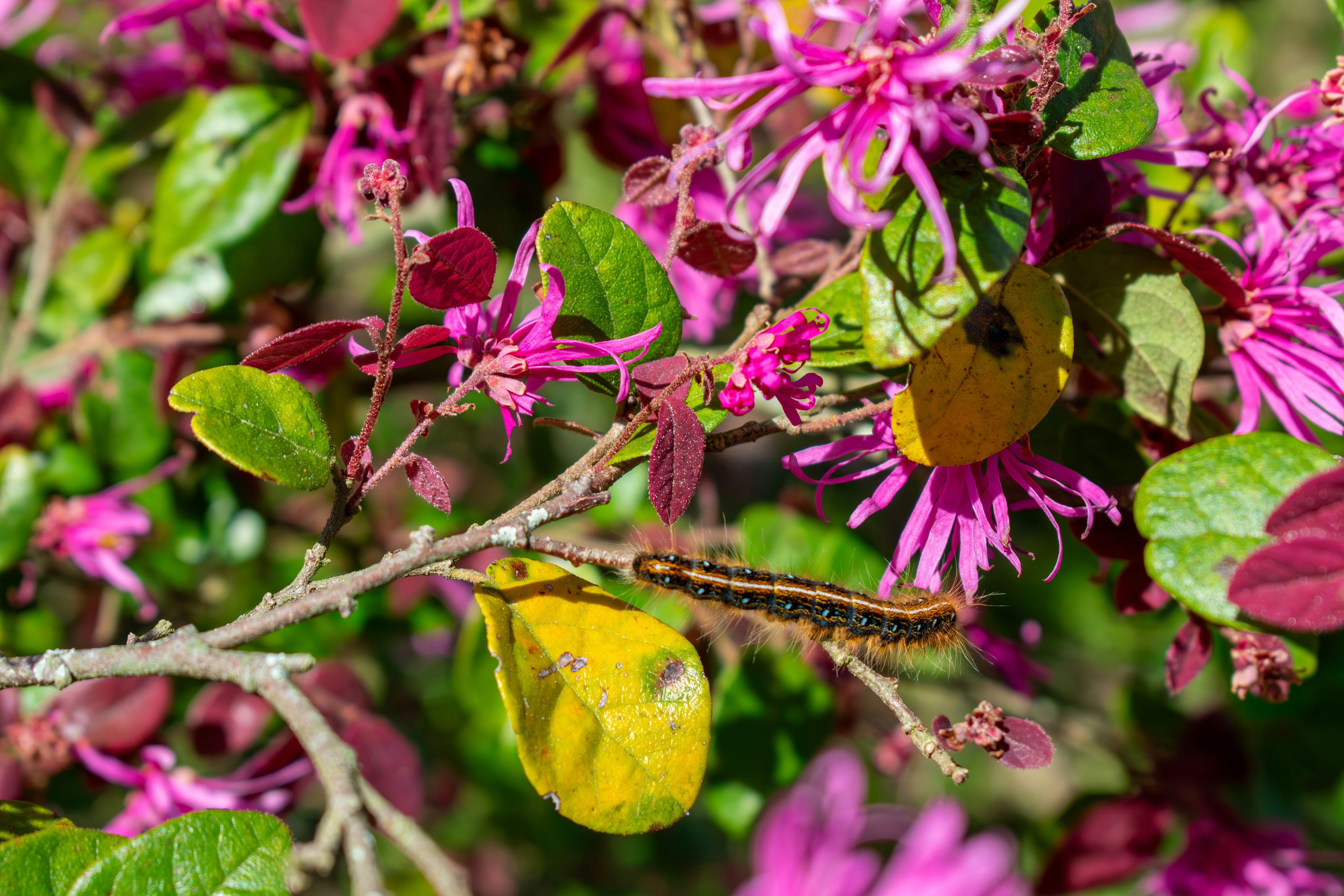 Tiny Caterpillar Crossing a Yellow Leaf Amid Fuchsia Blooms