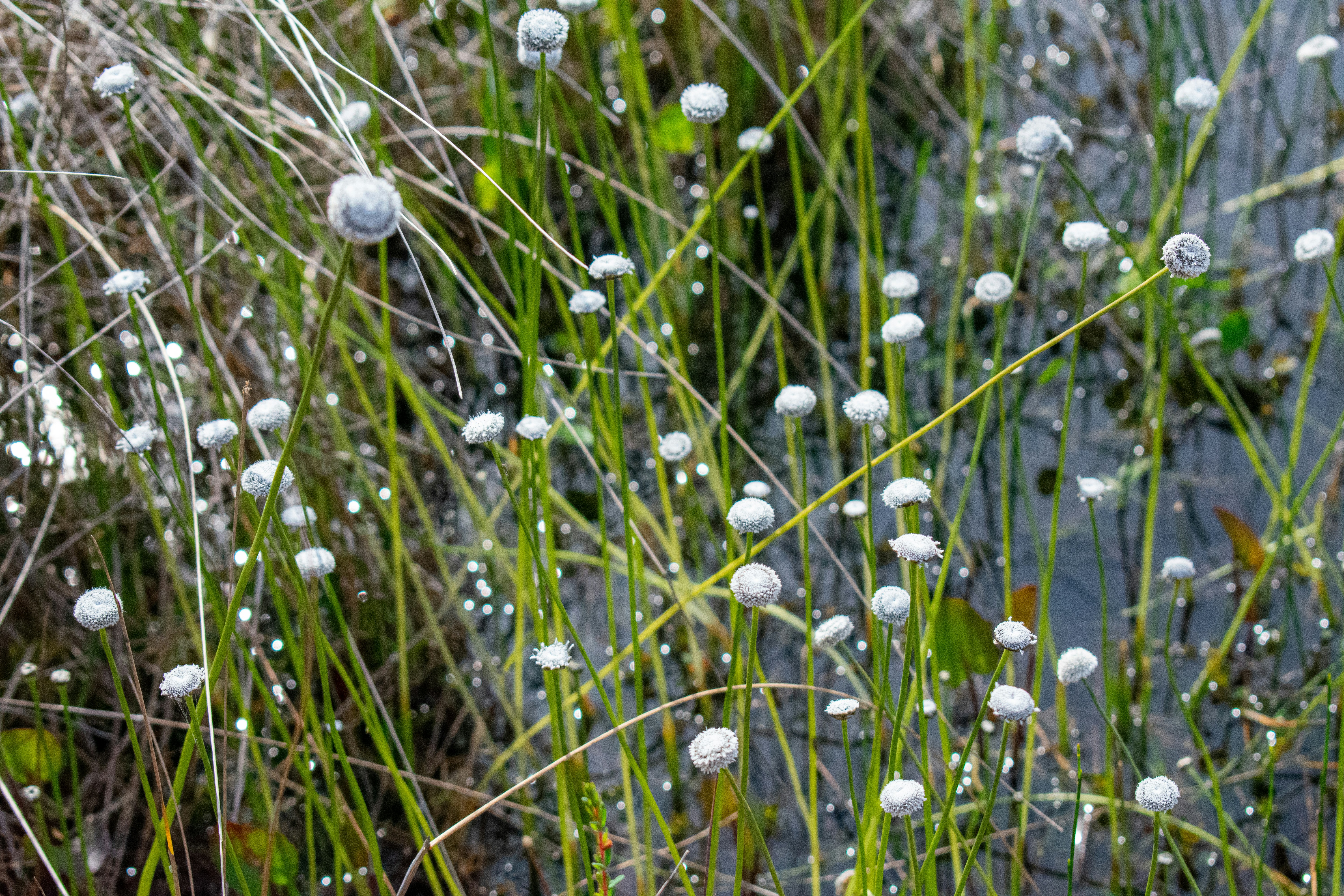 Whispering Orbs: Dew-Kissed Seed Heads in a Wet Meadow