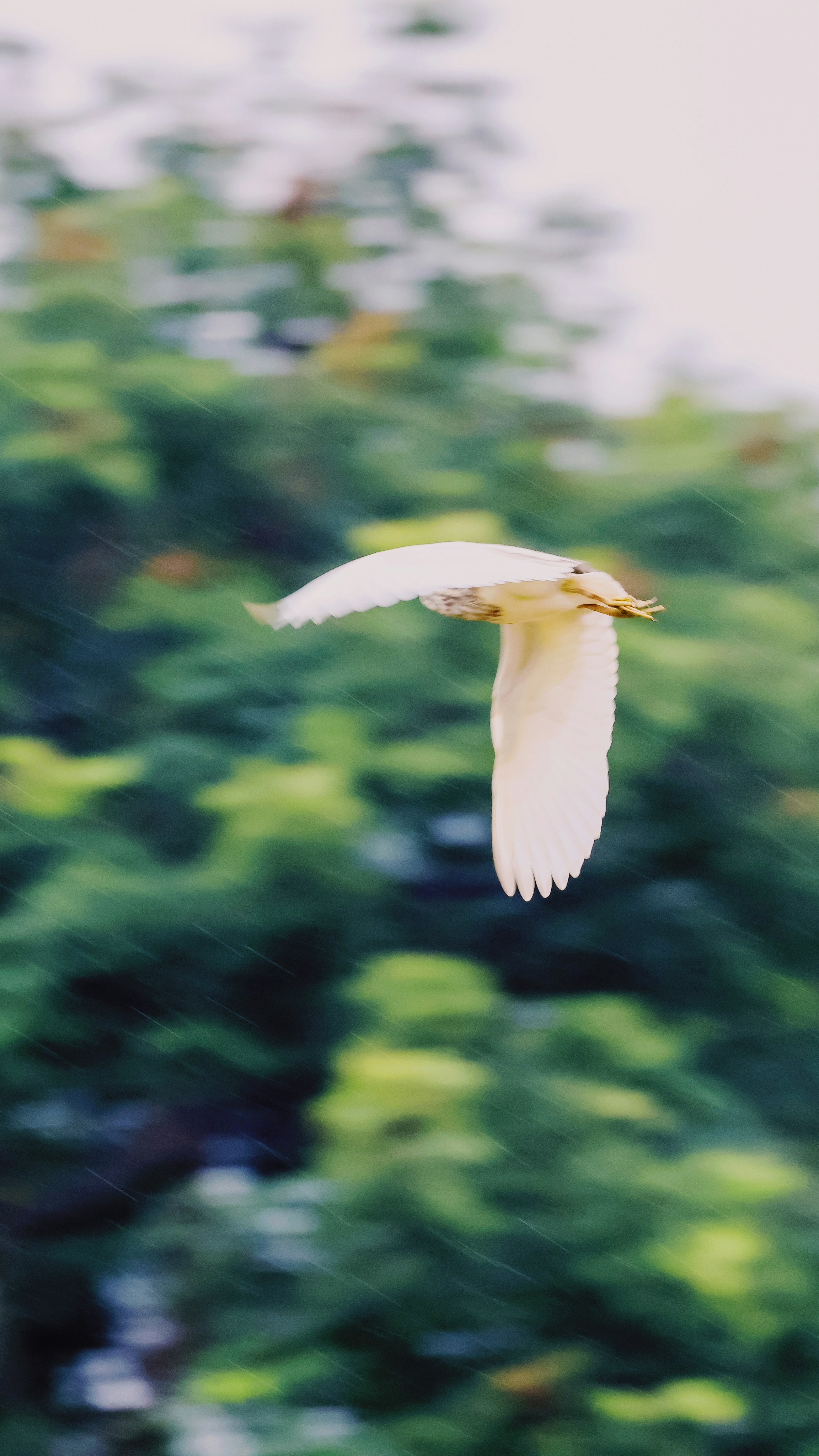 White Gull in a Slow Pan Across Verdant Blur