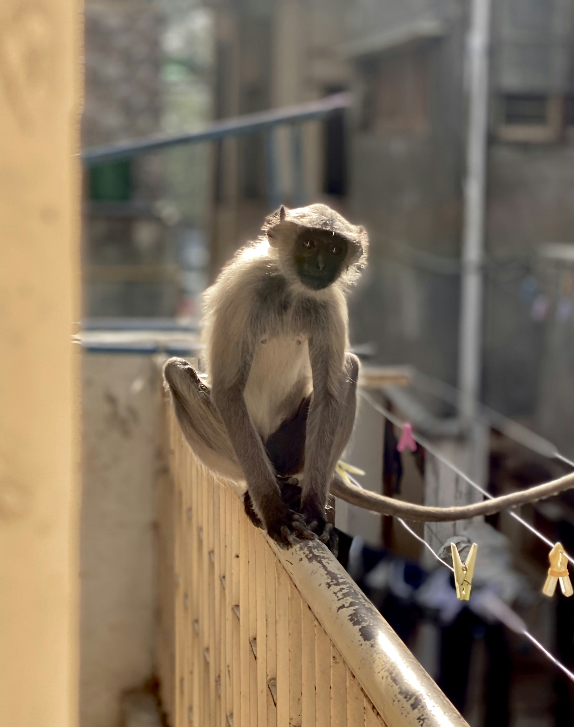 Sunlit Macaque on a Railing: A Quiet Moment Above the City