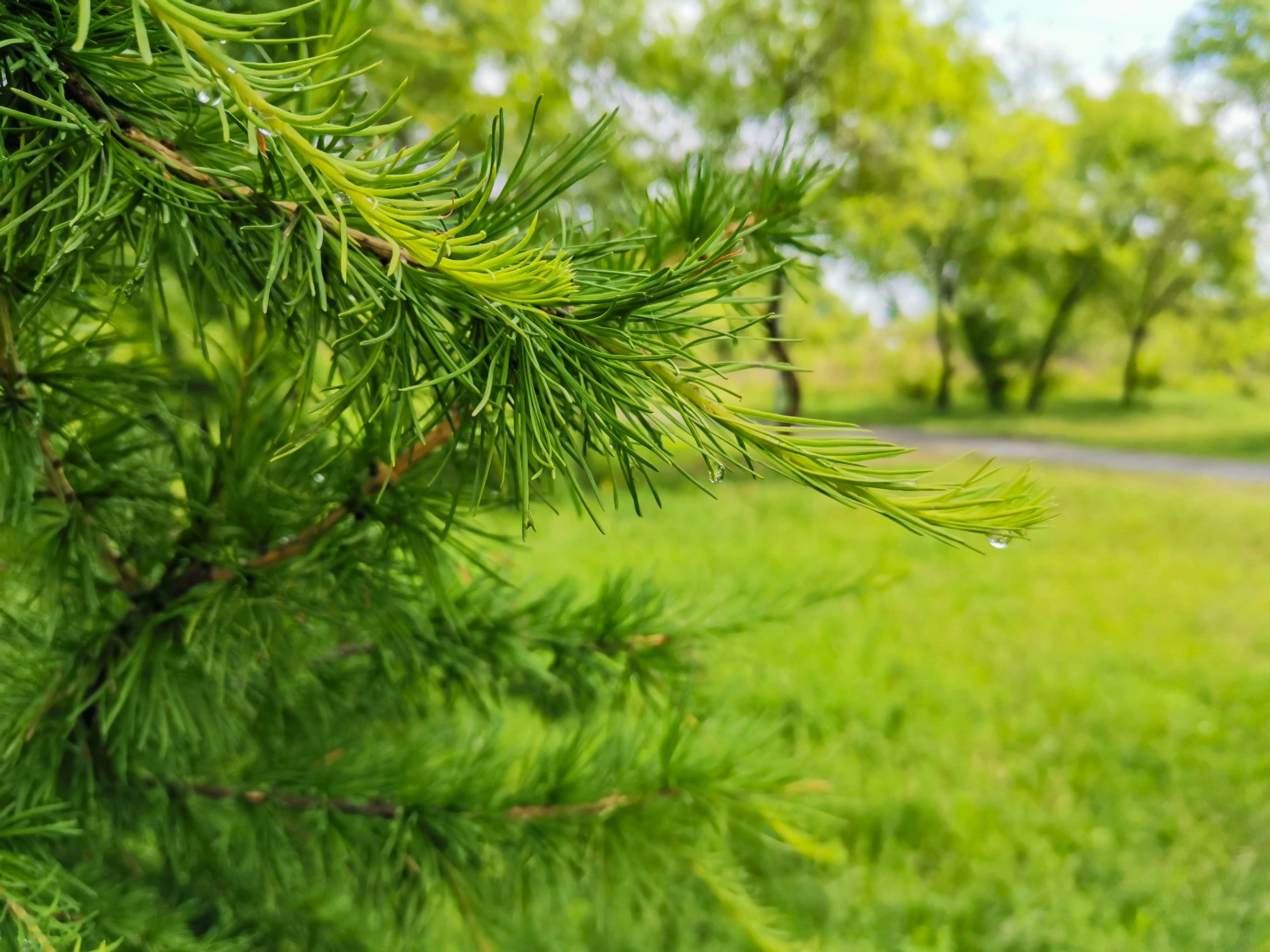 Droplet on Pine Needle: A Quiet Moment in the Park