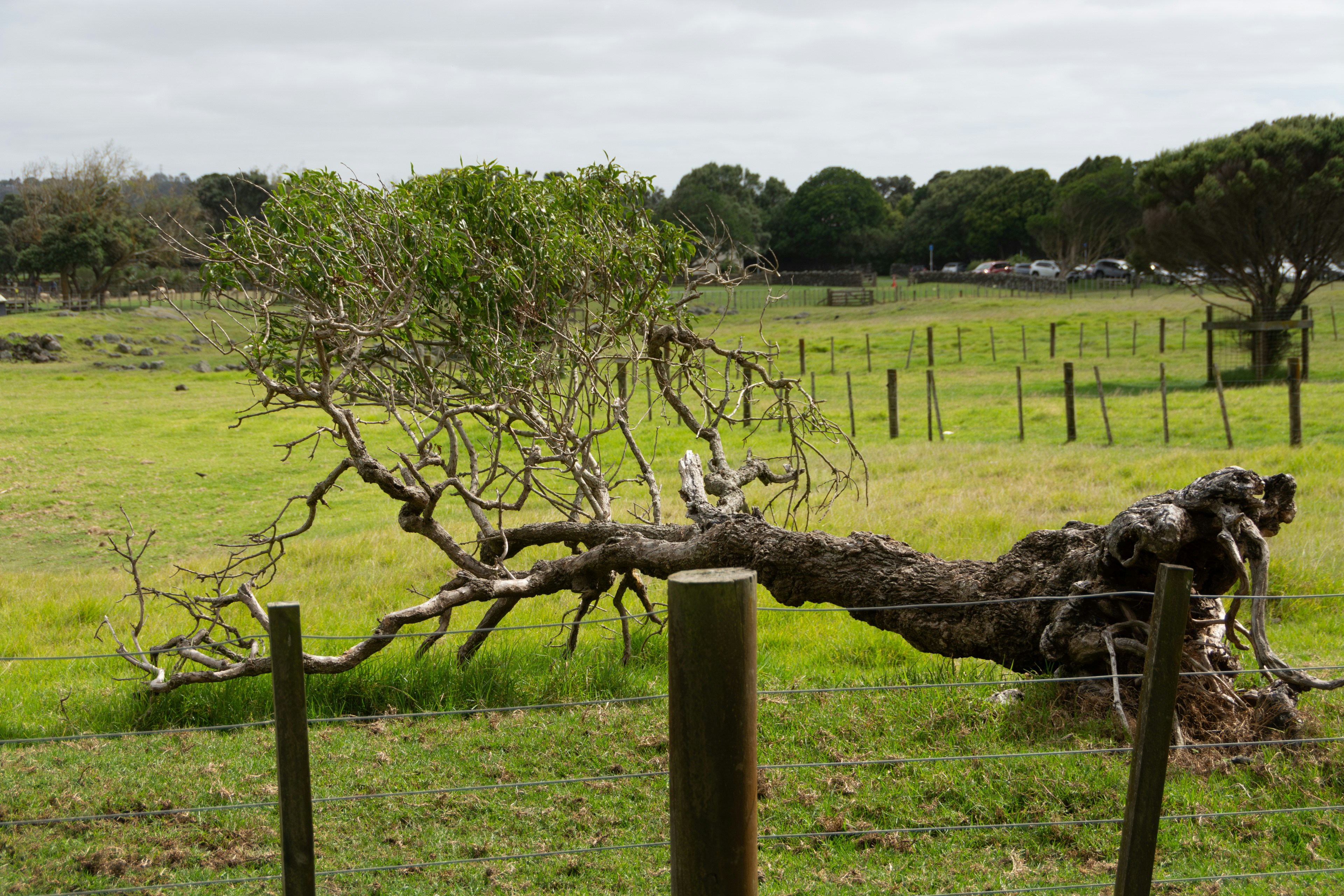 A tree that has fallen over in a field photo – Free Auckland Image on ...