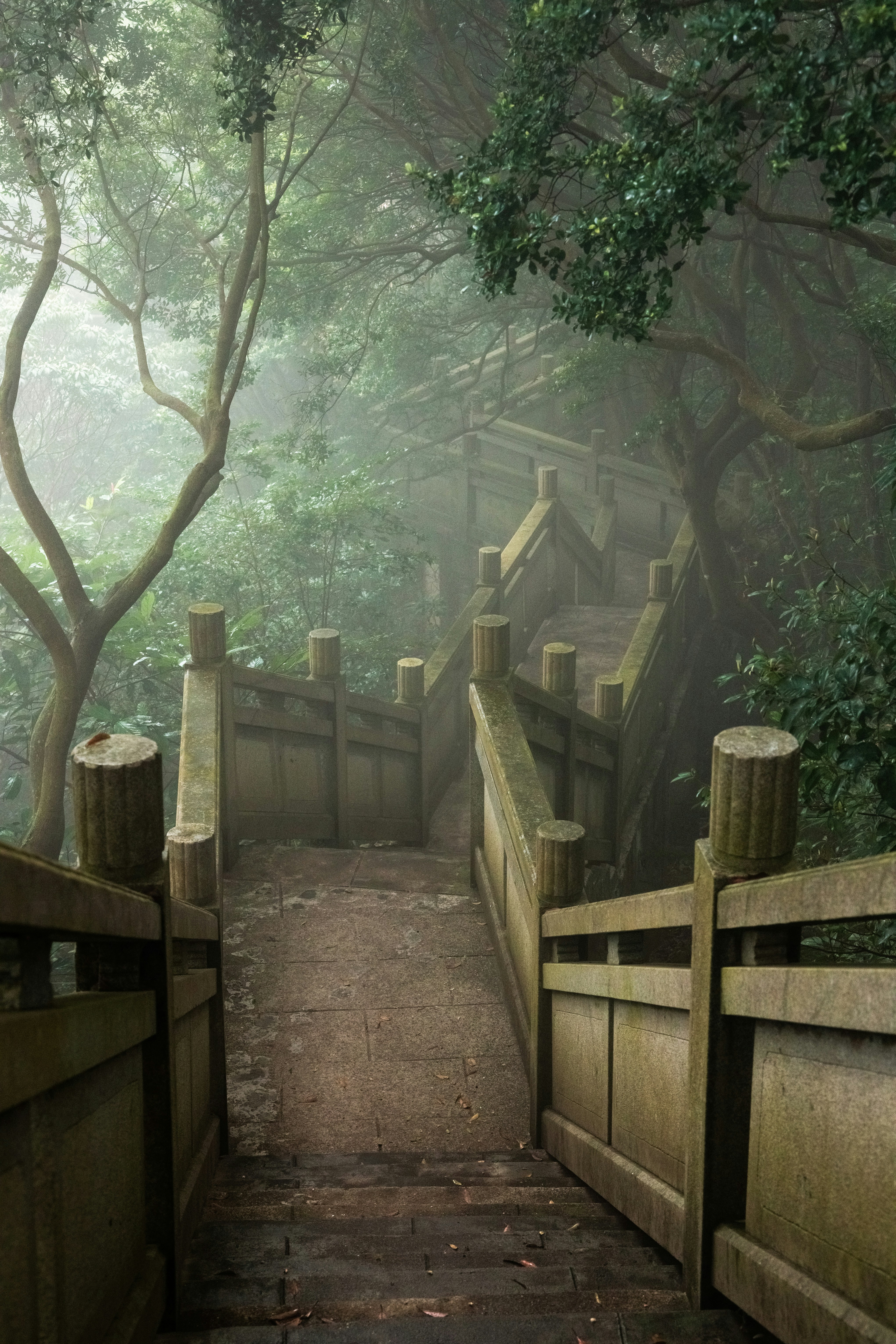 Mist-Wrapped Staircase: A Forest Path Descending into Fog