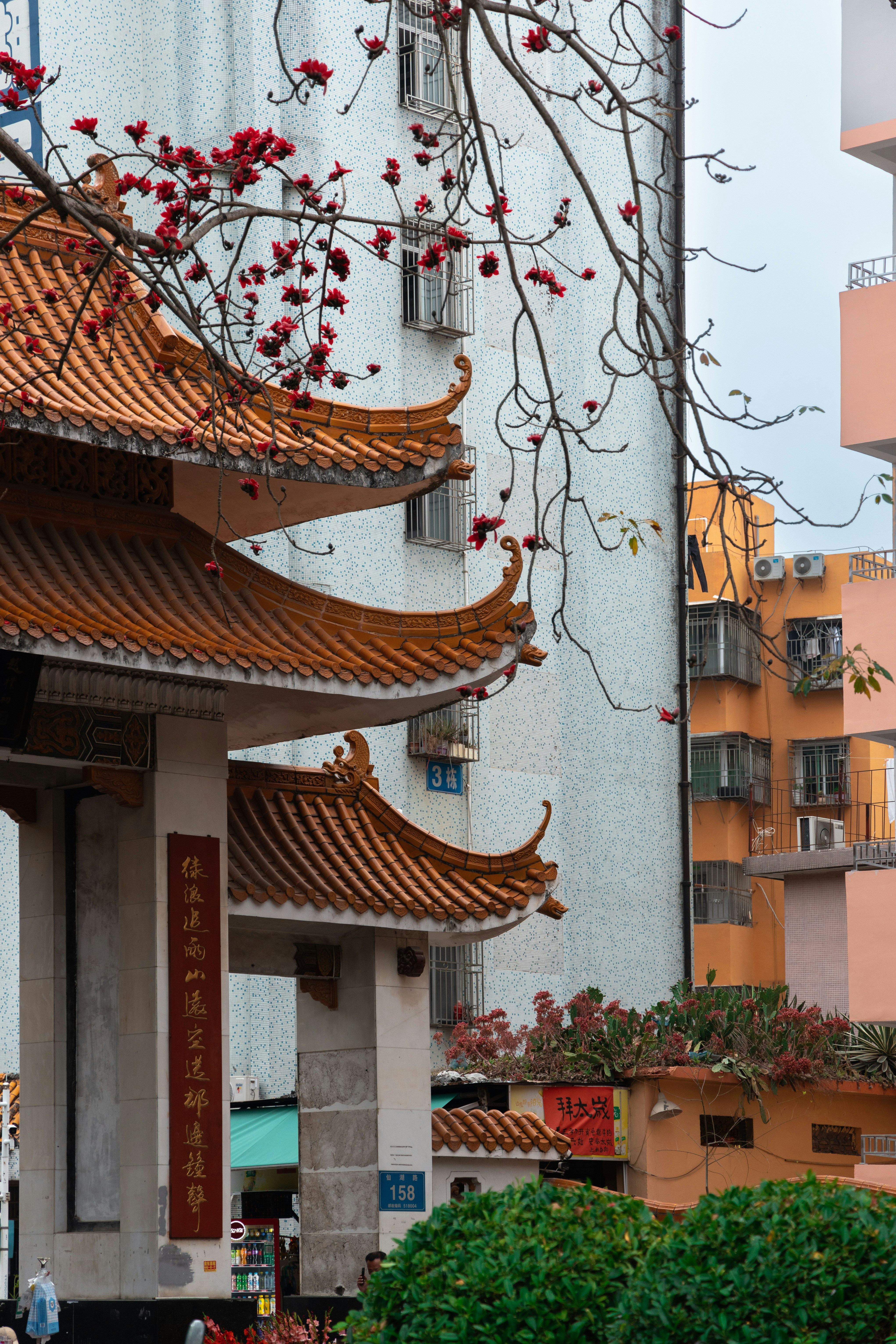 Crimson Blossoms Framing a Temple Gate Between Tile Roofs and Modern Towers