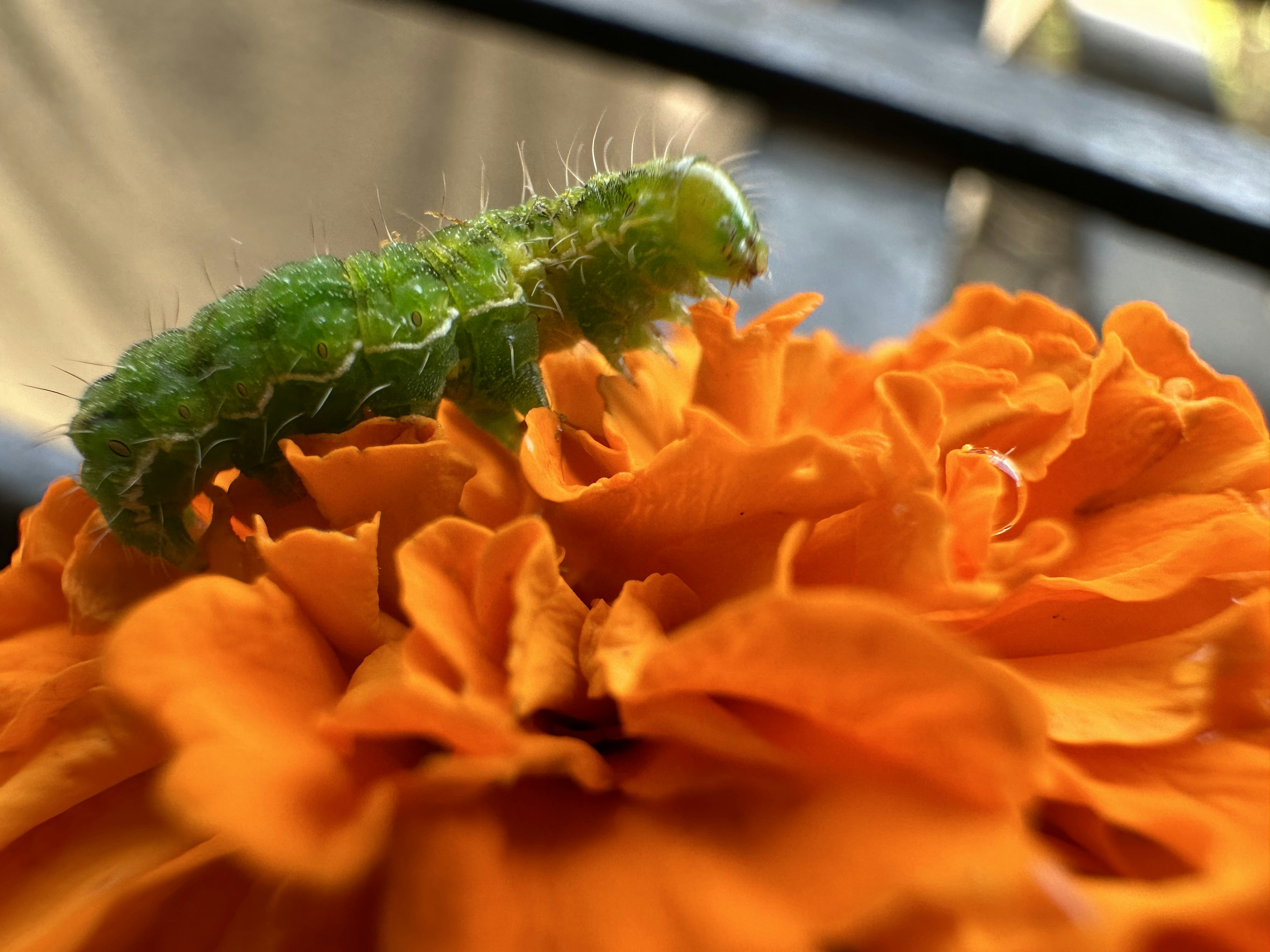 Emerald Caterpillar Trek Across a Velvet Orange Marigold