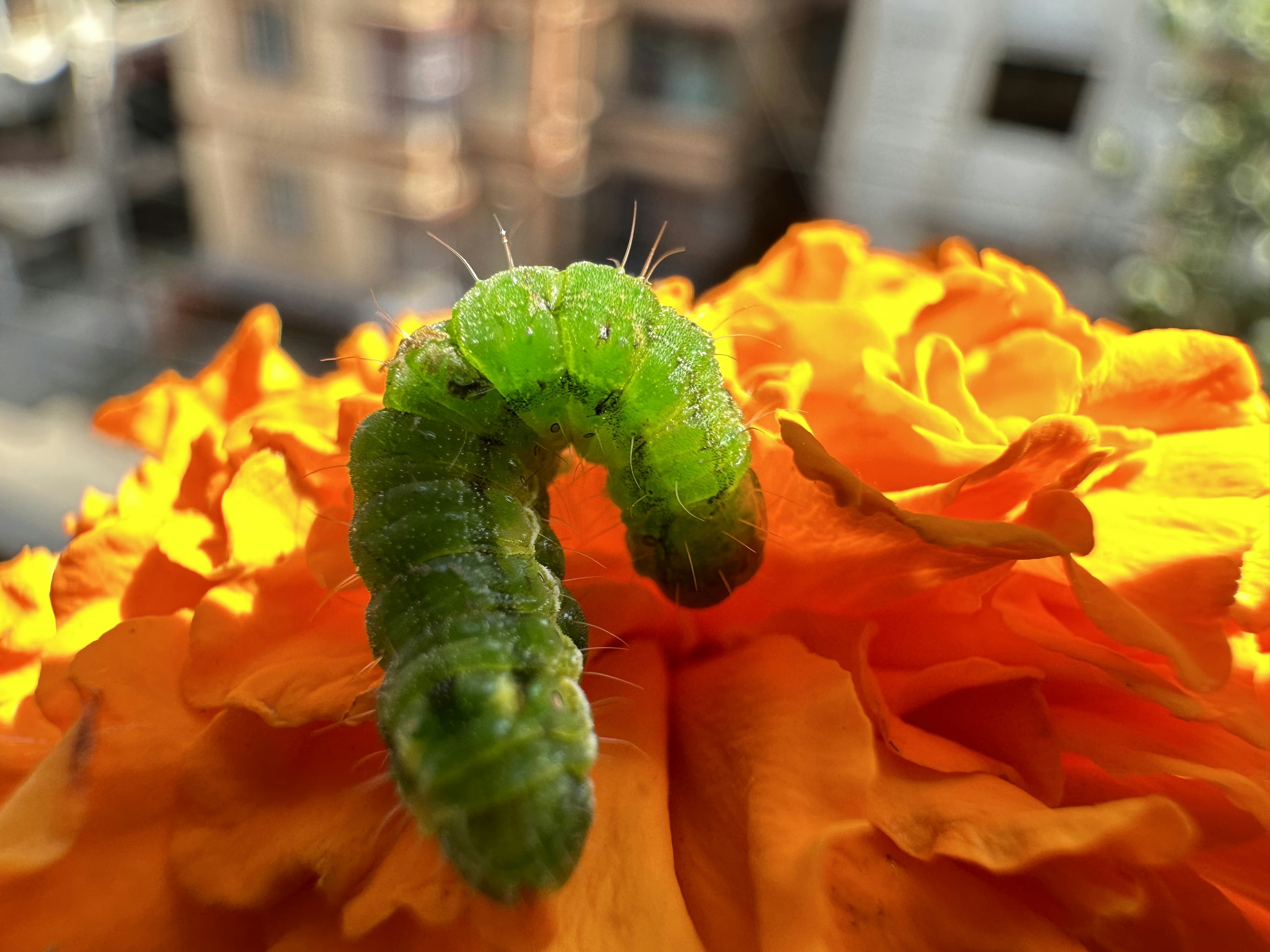 Emerald Caterpillar Curled Across a Sunrise Marigold