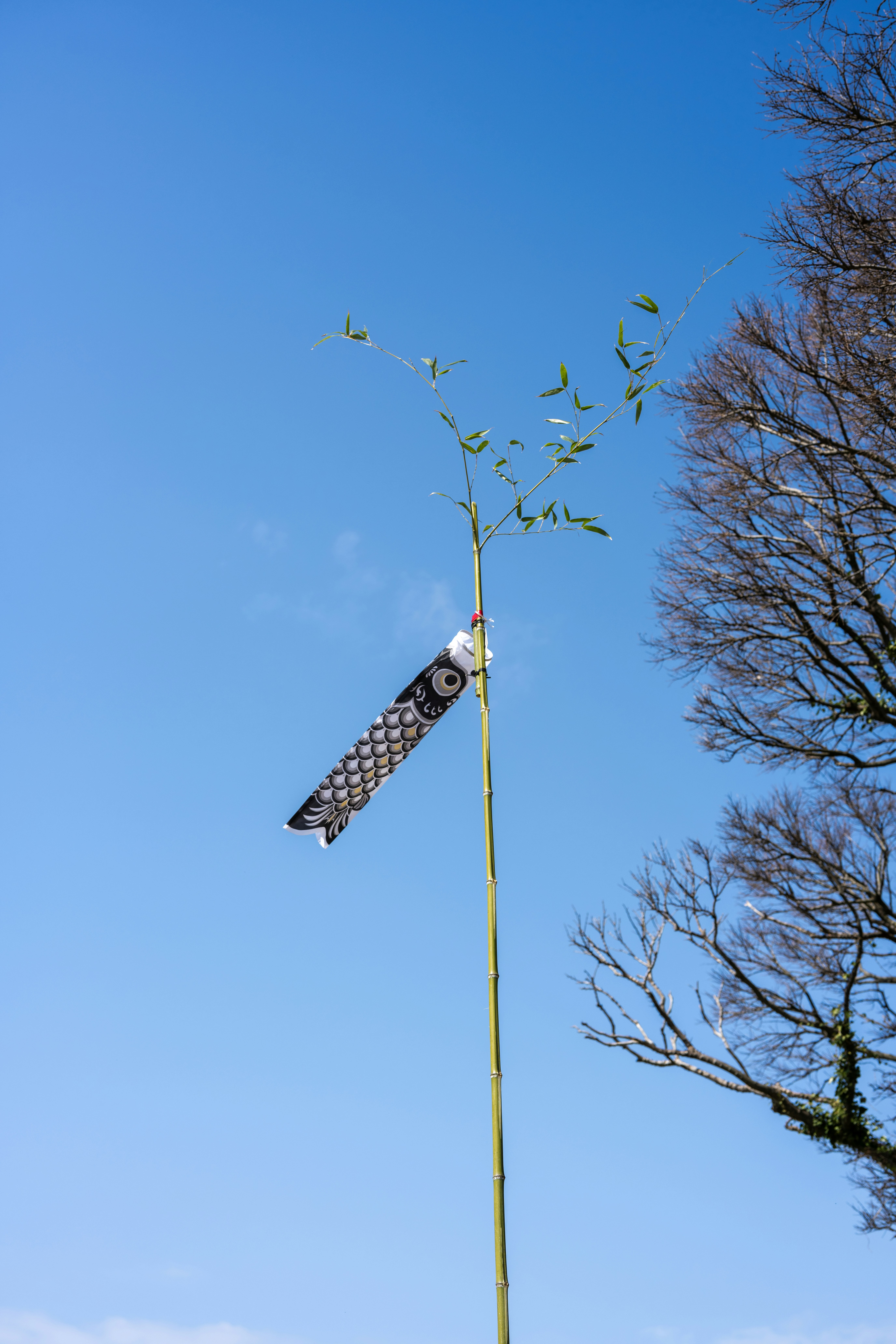 Koinobori on a Bamboo Spire Under a Vast Blue Sky