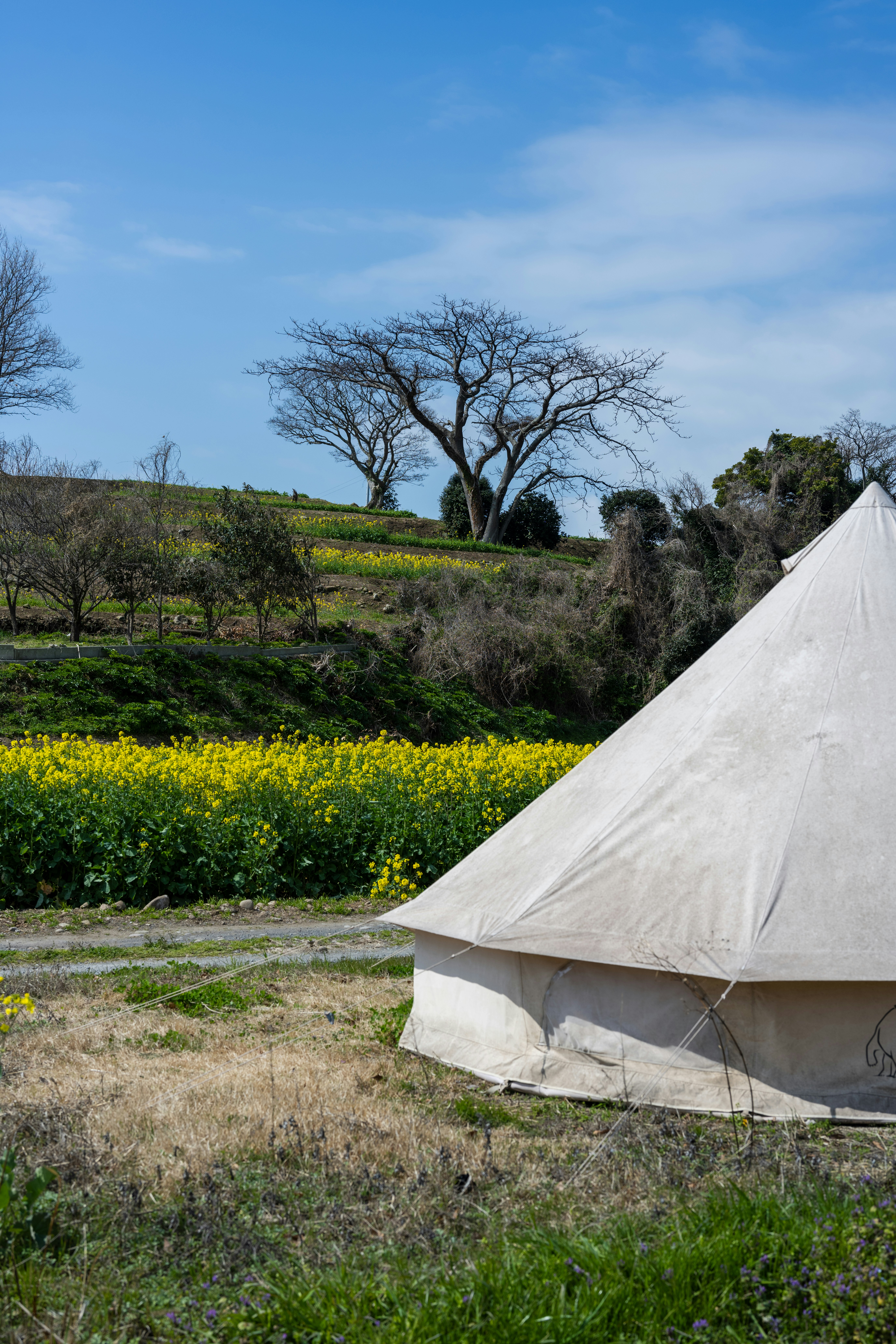 A Canvas Tent Anchors a Sea of Mustard under a Gnarled Hilltop Tree