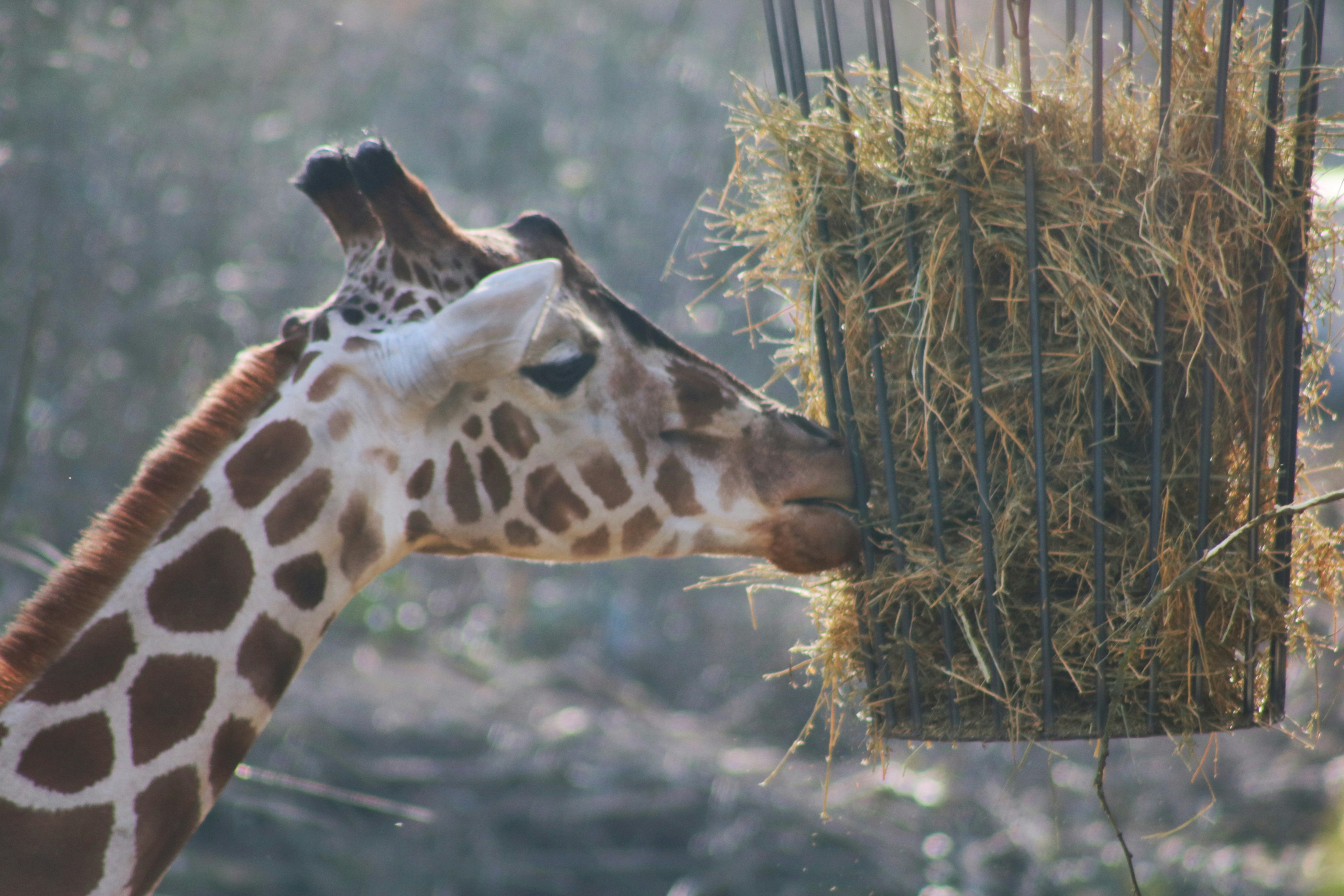 Giraffe at the Hay Feeder: a close-up of reaching for lunch