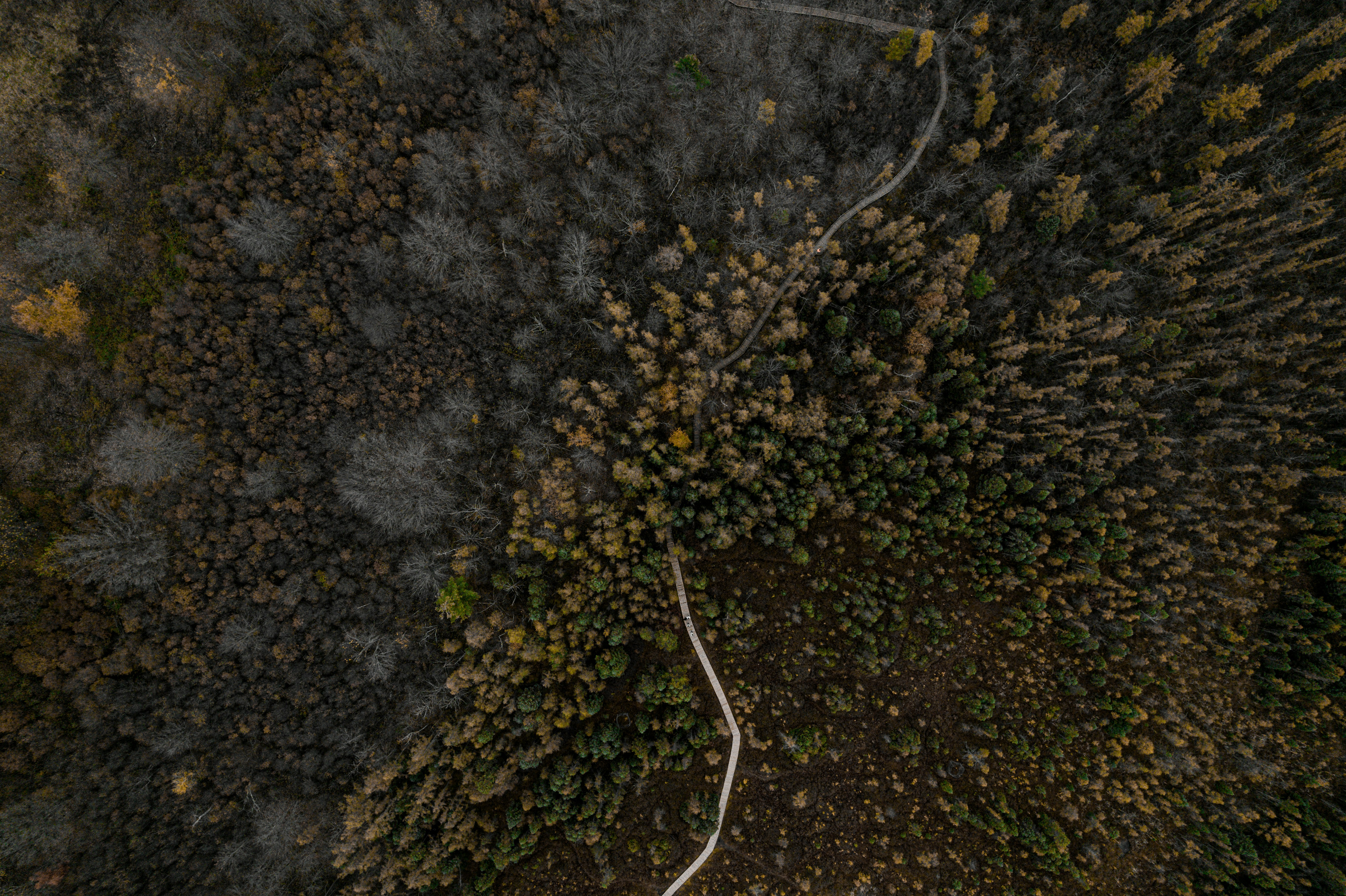 "Traversing the sky's canvas, leaving luminous trails behind. A mesmerizing symphony of light in motion captured from above." | an aerial view of a forest with trees