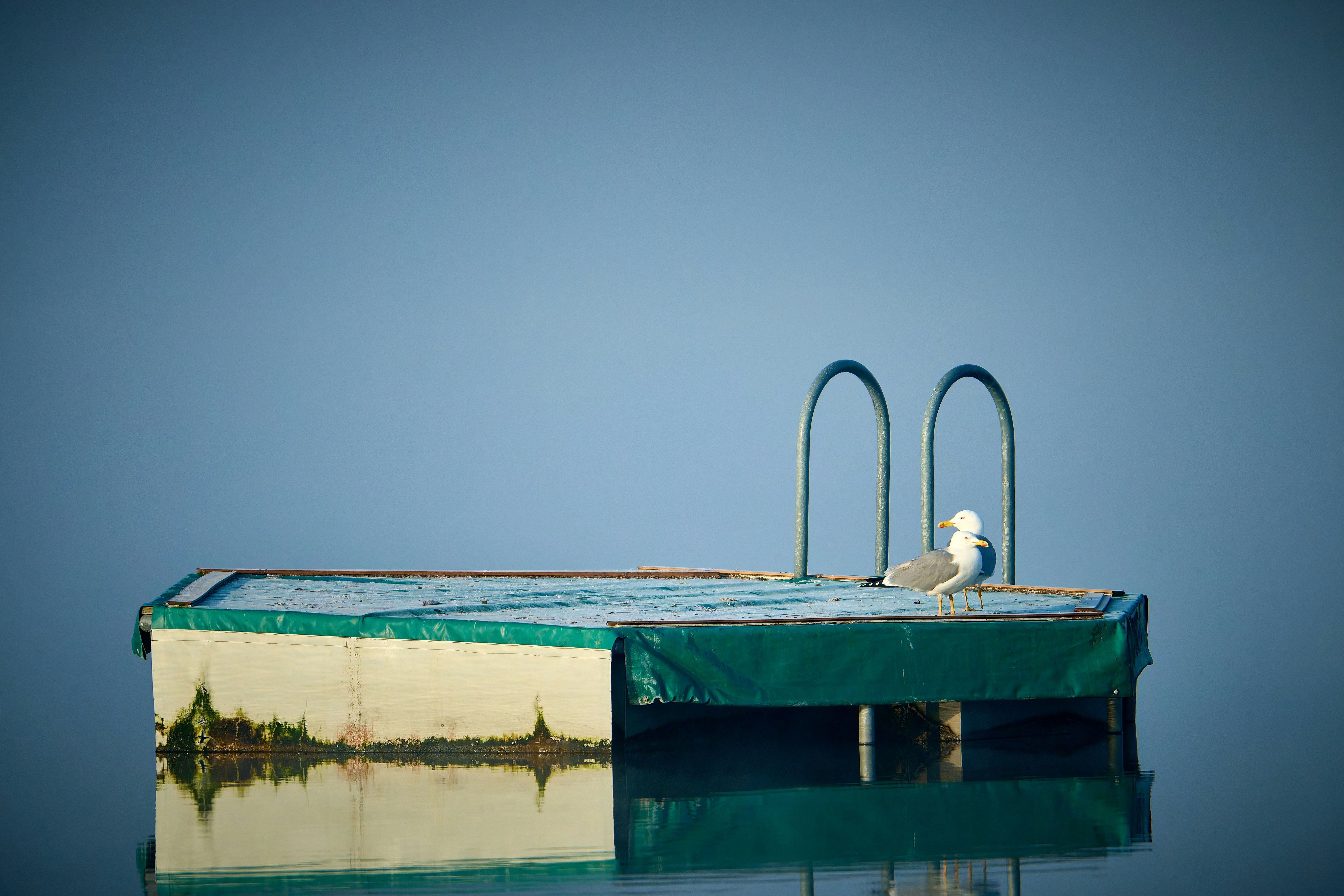 Secluded Dock: A Seagull Atop a Weathered Platform on Quiet Blue Water