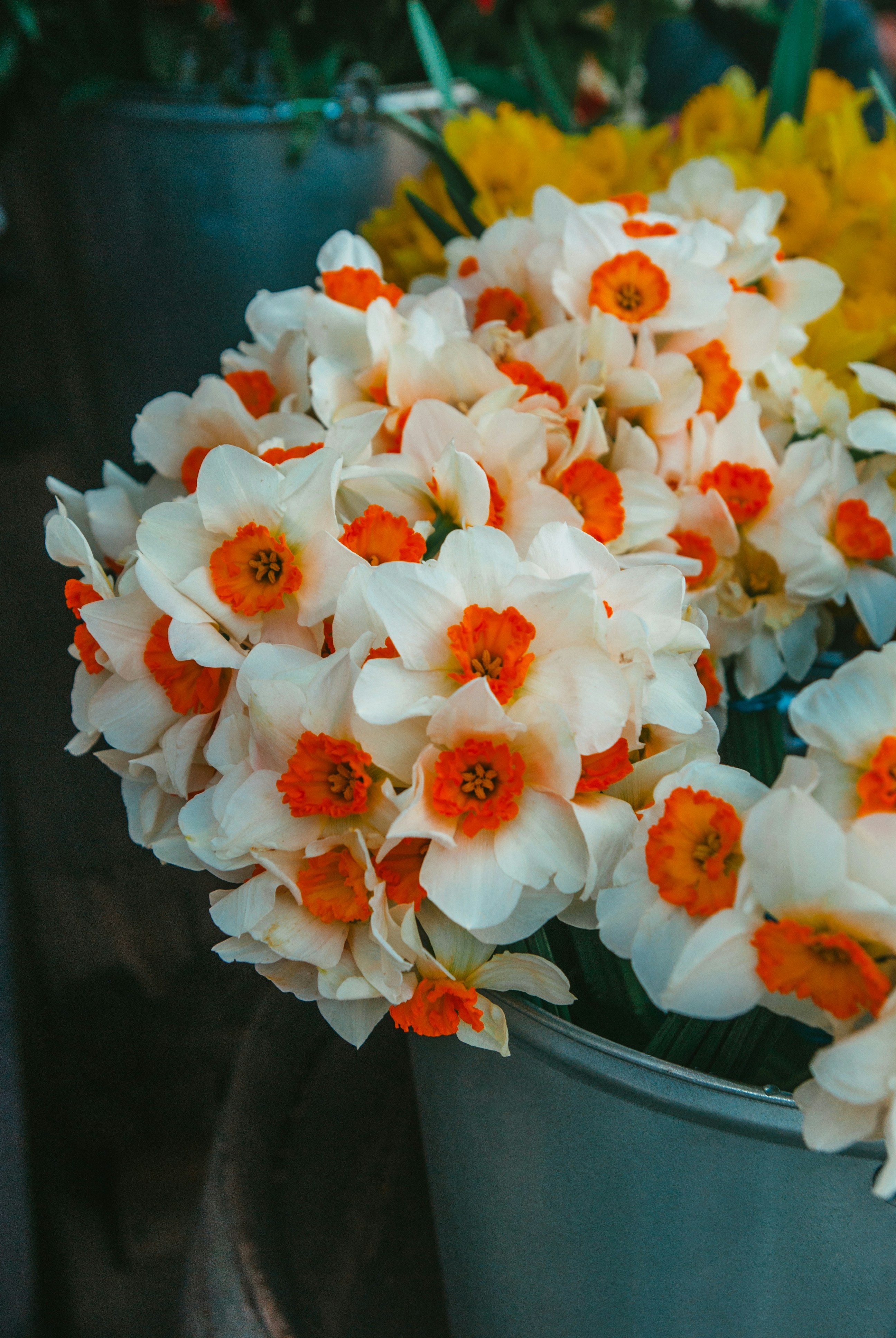 Clusters of white daffodils with vivid orange centers fill a weathered metal bucket, photographed with shallow depth of field.