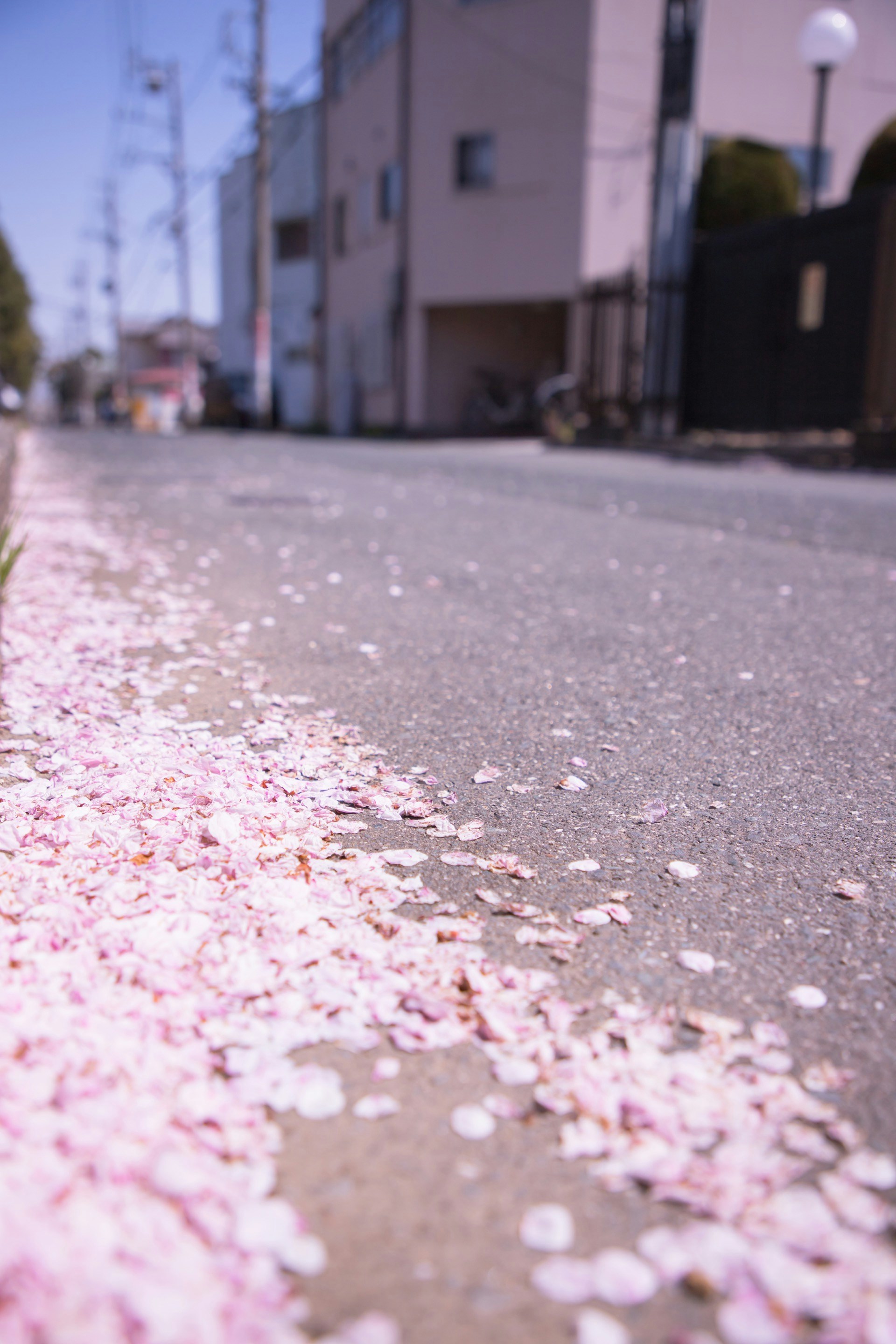 Petal Edge: A Quiet Street Framed in Soft Focus
